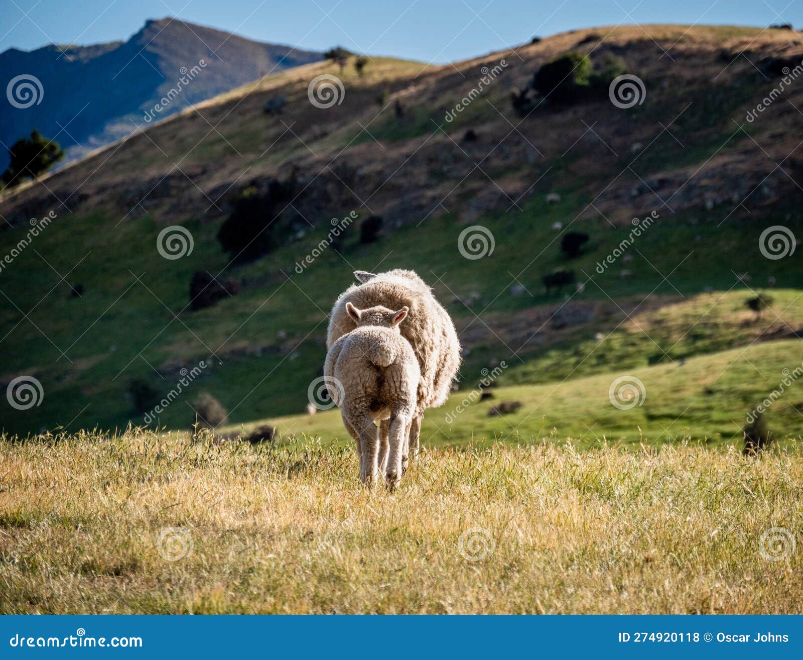 Sheep walking away stock photo. Image of cattle, mammal - 274920118