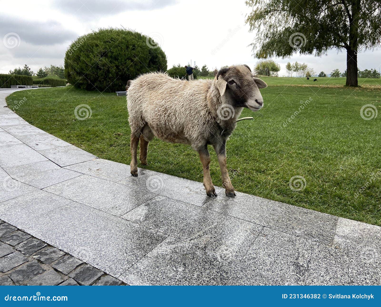 Sheep Walking on the Beautiful Green Meadow Stock Photo - Image of ...