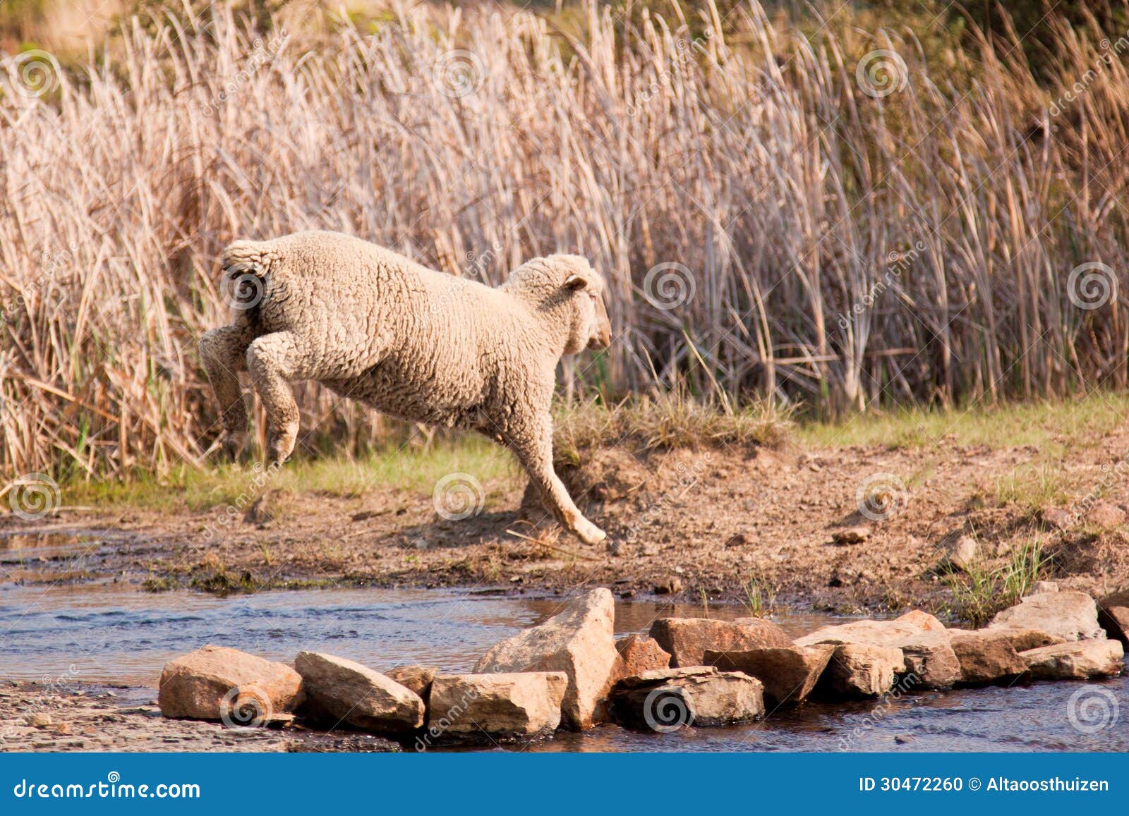 Sheep walking on farm stock photo. Image of field, nature - 30472260