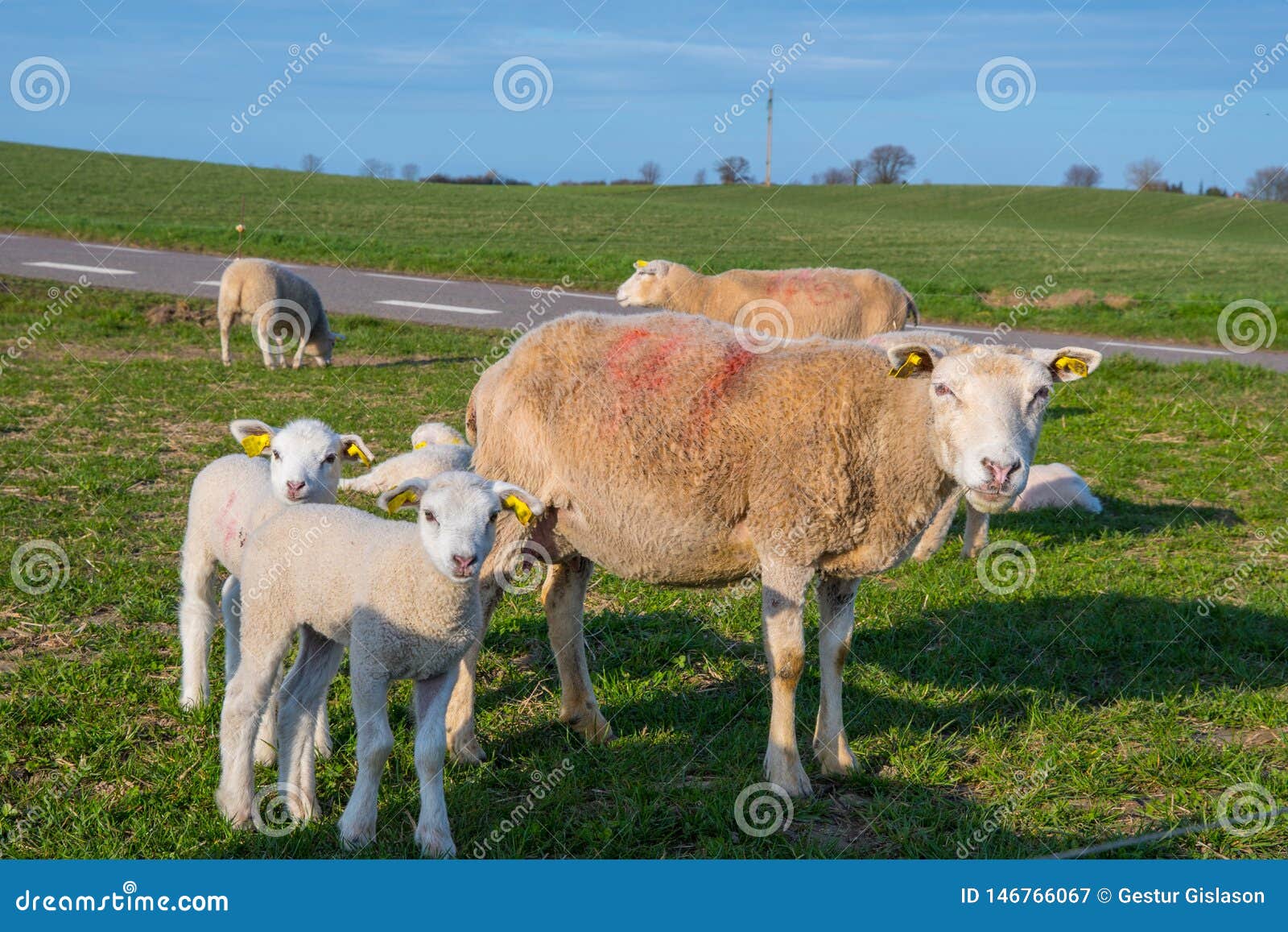 Sheep Walking on a Field with Her Lam in Countryside Denmark Stock ...