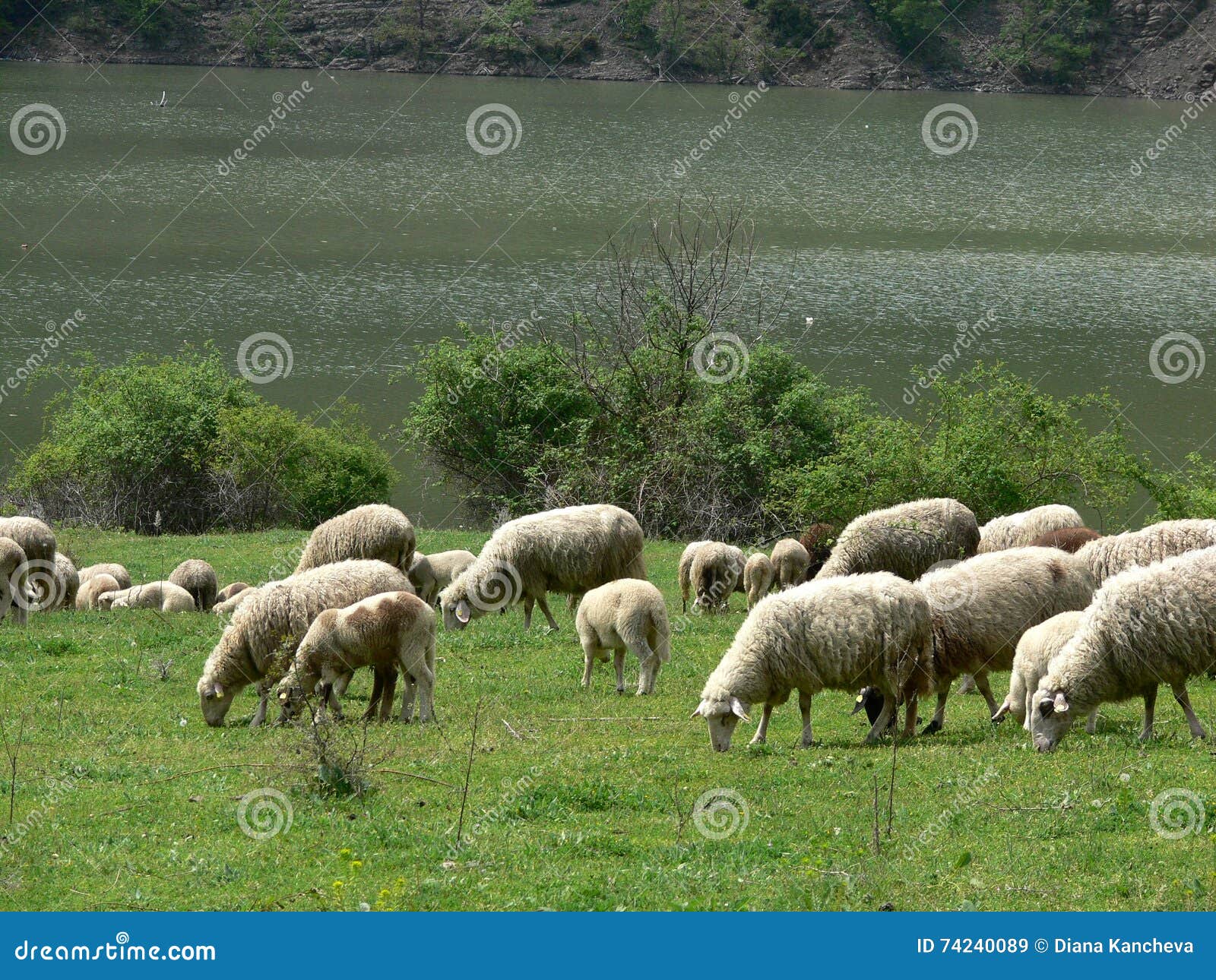 Sheep walking stock image. Image of moutain, standing - 74240089