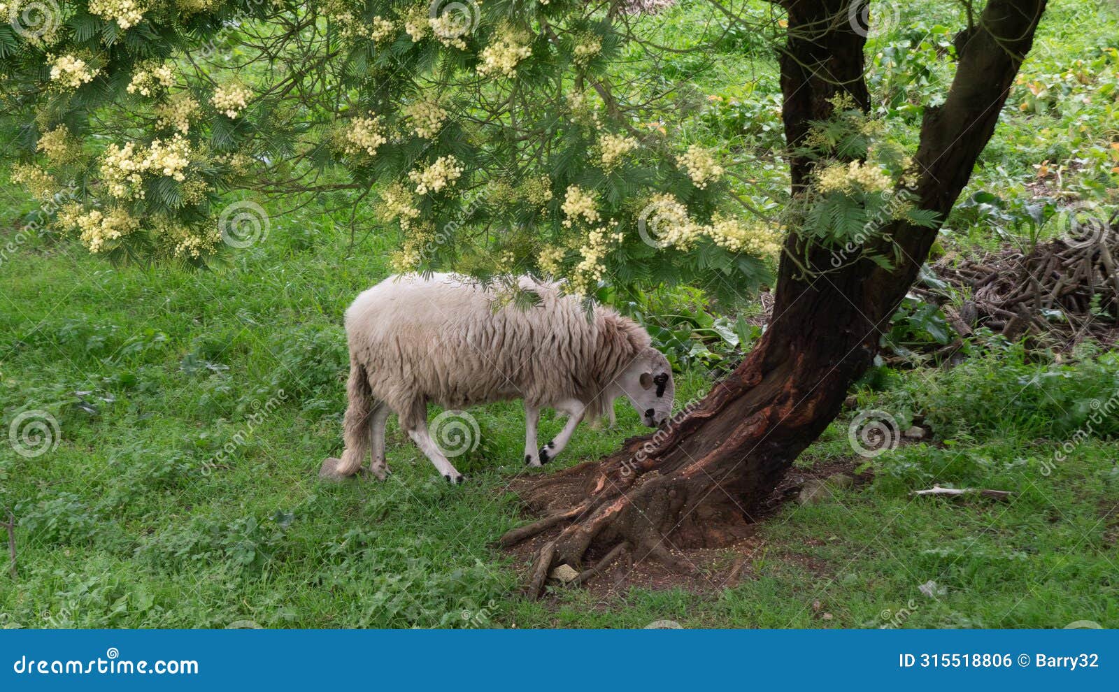 Sheep Walking through Meadow Under Tree with Blossoms. Stock Photo ...