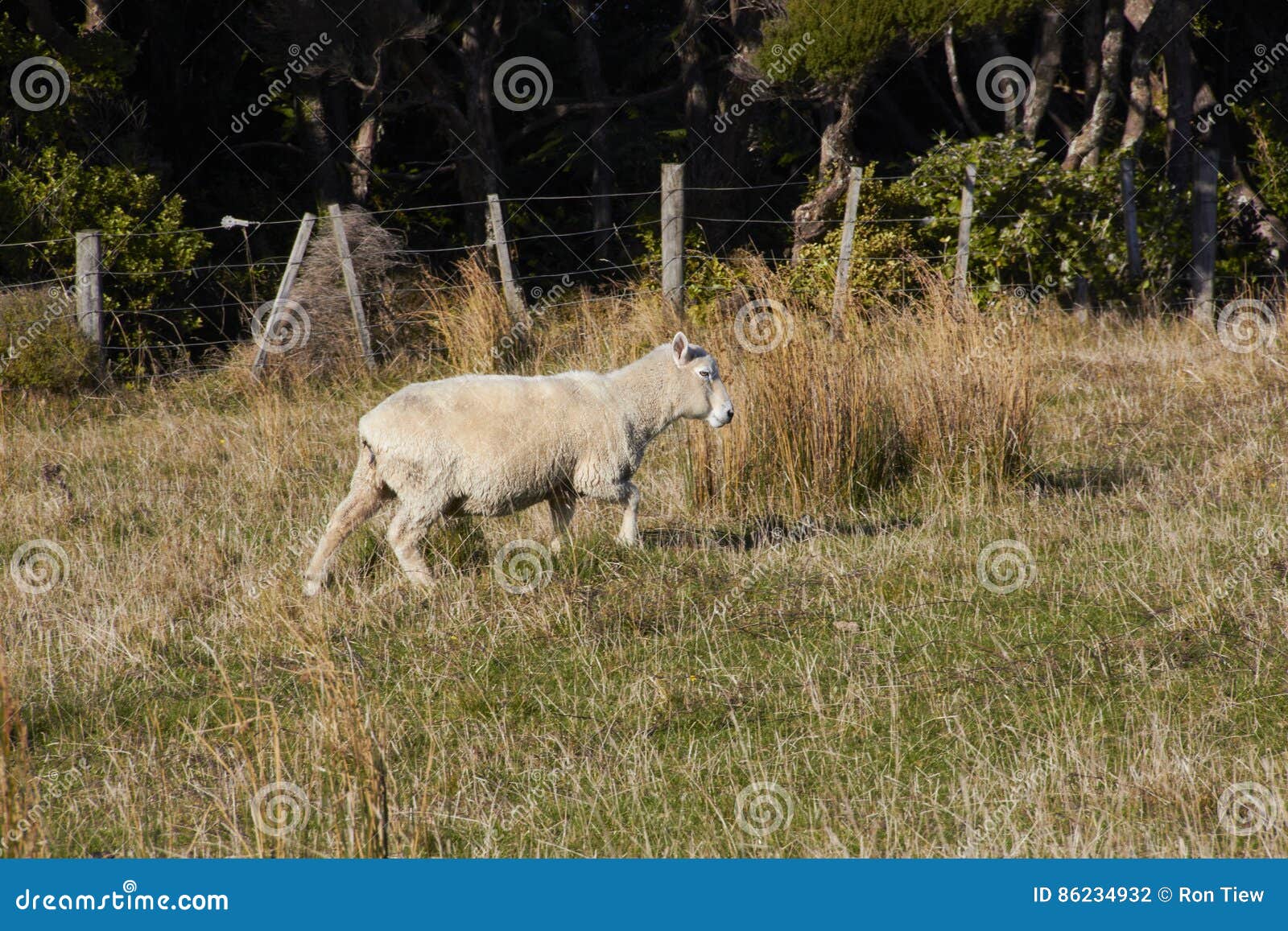 Sheep Walking on Nature Green Meadow Stock Photo - Image of field ...