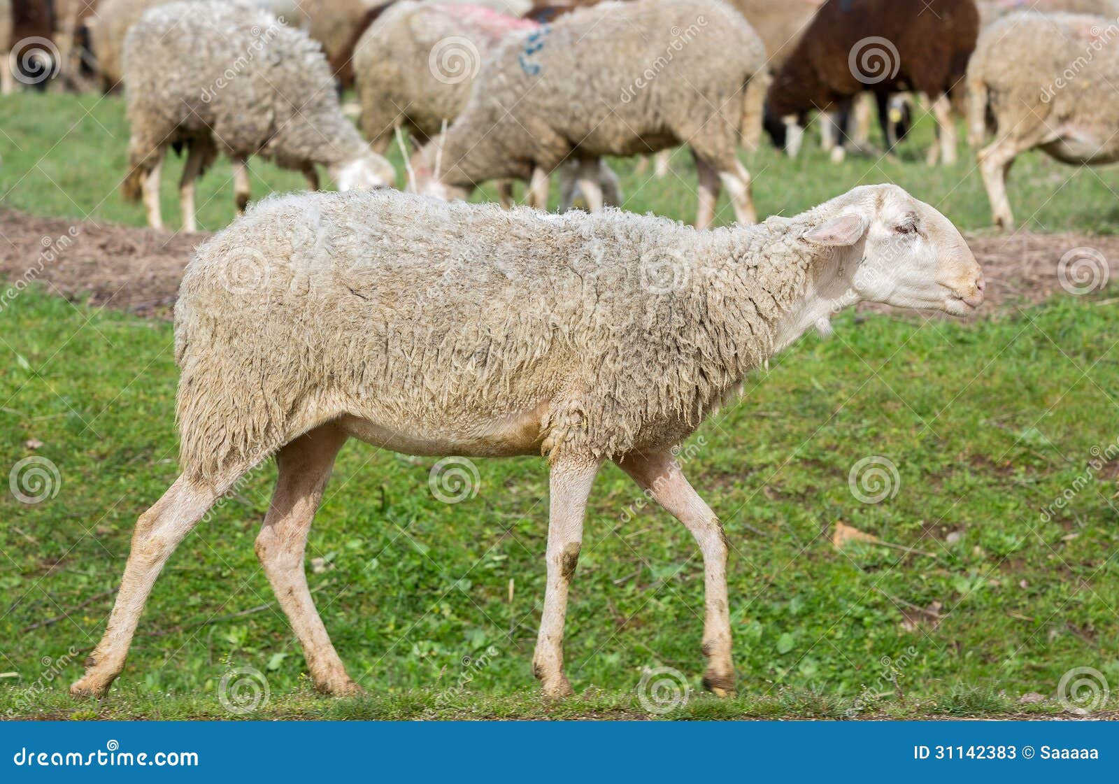Sheep walking stock image. Image of side, entire, shallow - 31142383