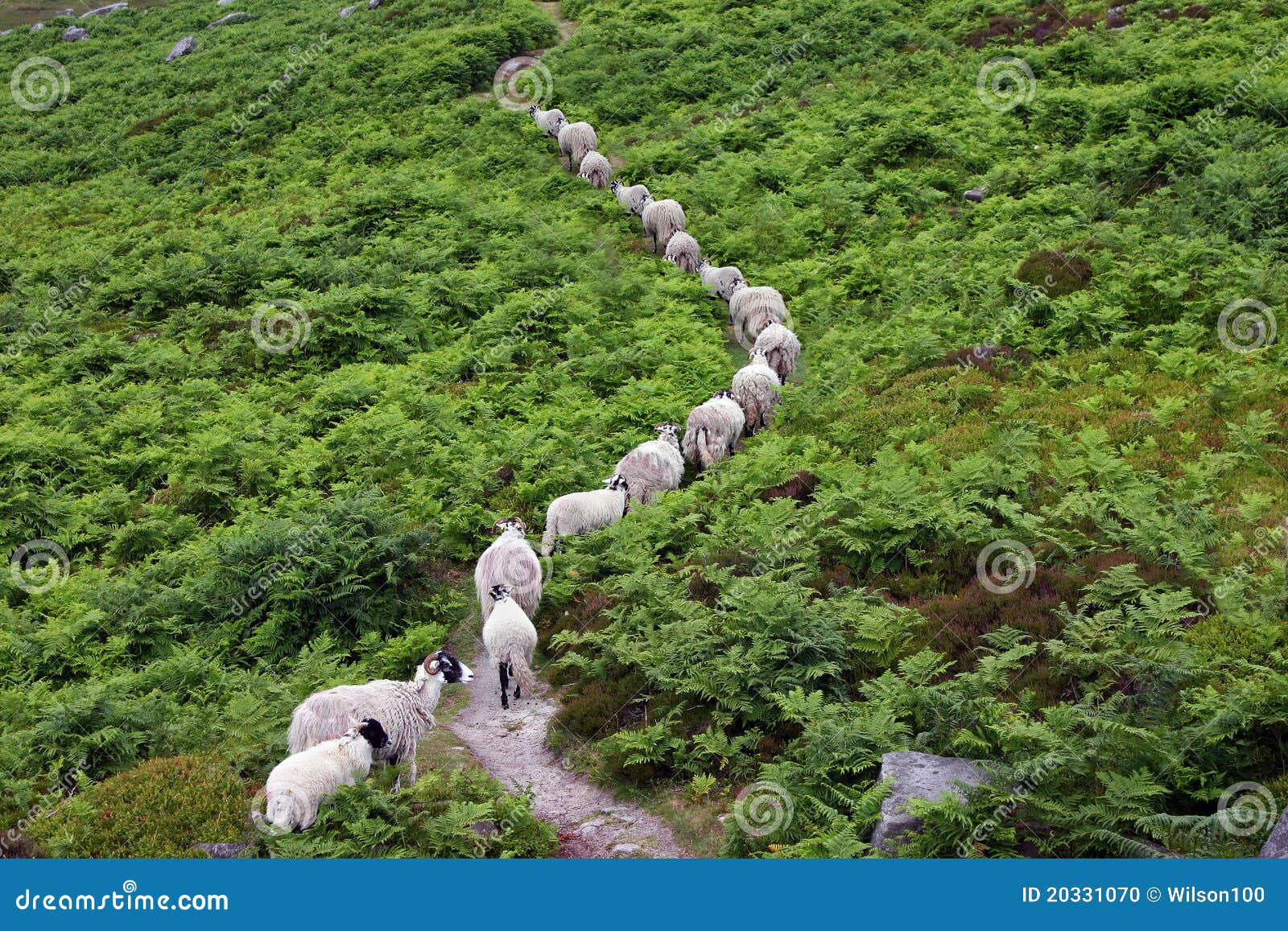 Sheep Walking Single File Stock Photo - Image: 20331070