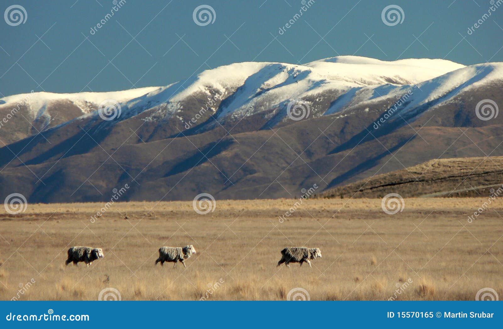 Sheep Walking Under Snowy Mountain Range Stock Image - Image of ...