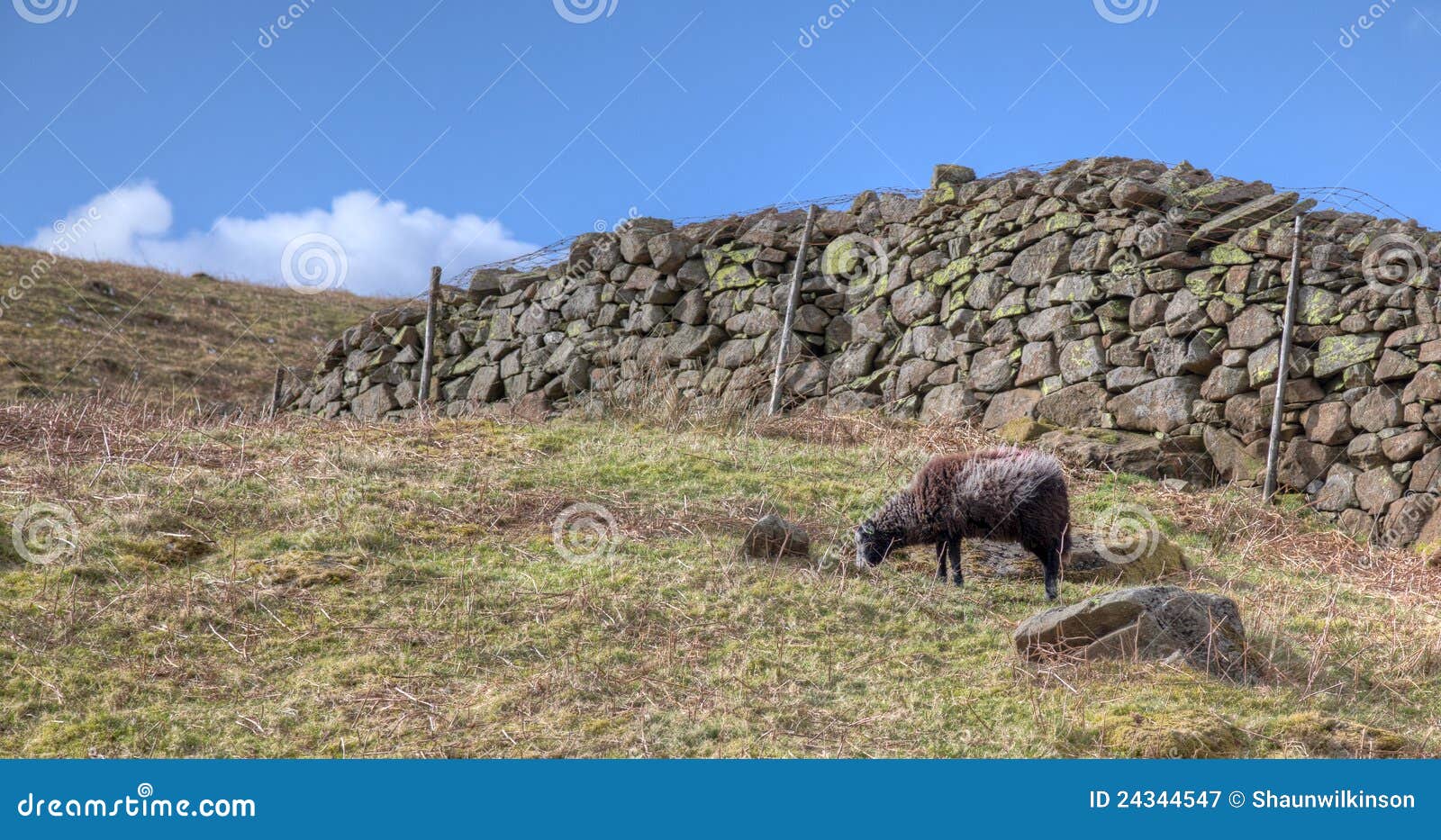 Sheep and wall stock image. Image of pictureesque, stone - 24344547