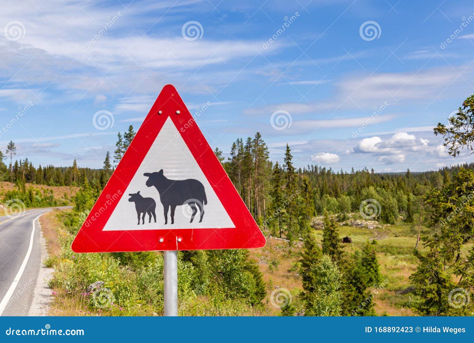 Sheep Warning Sign in Norway Stock Image - Image of information, norway ...