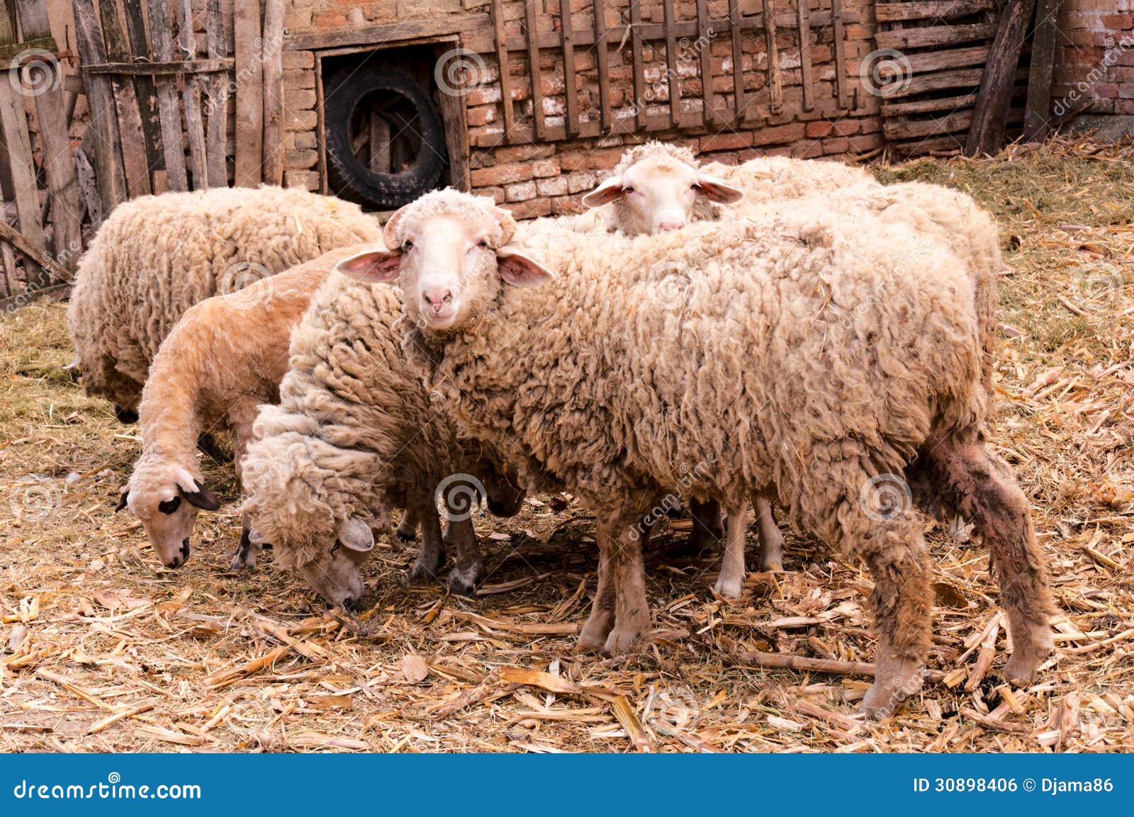 Sheep watch stock photo. Image of misfit, domestic, angry - 30898406