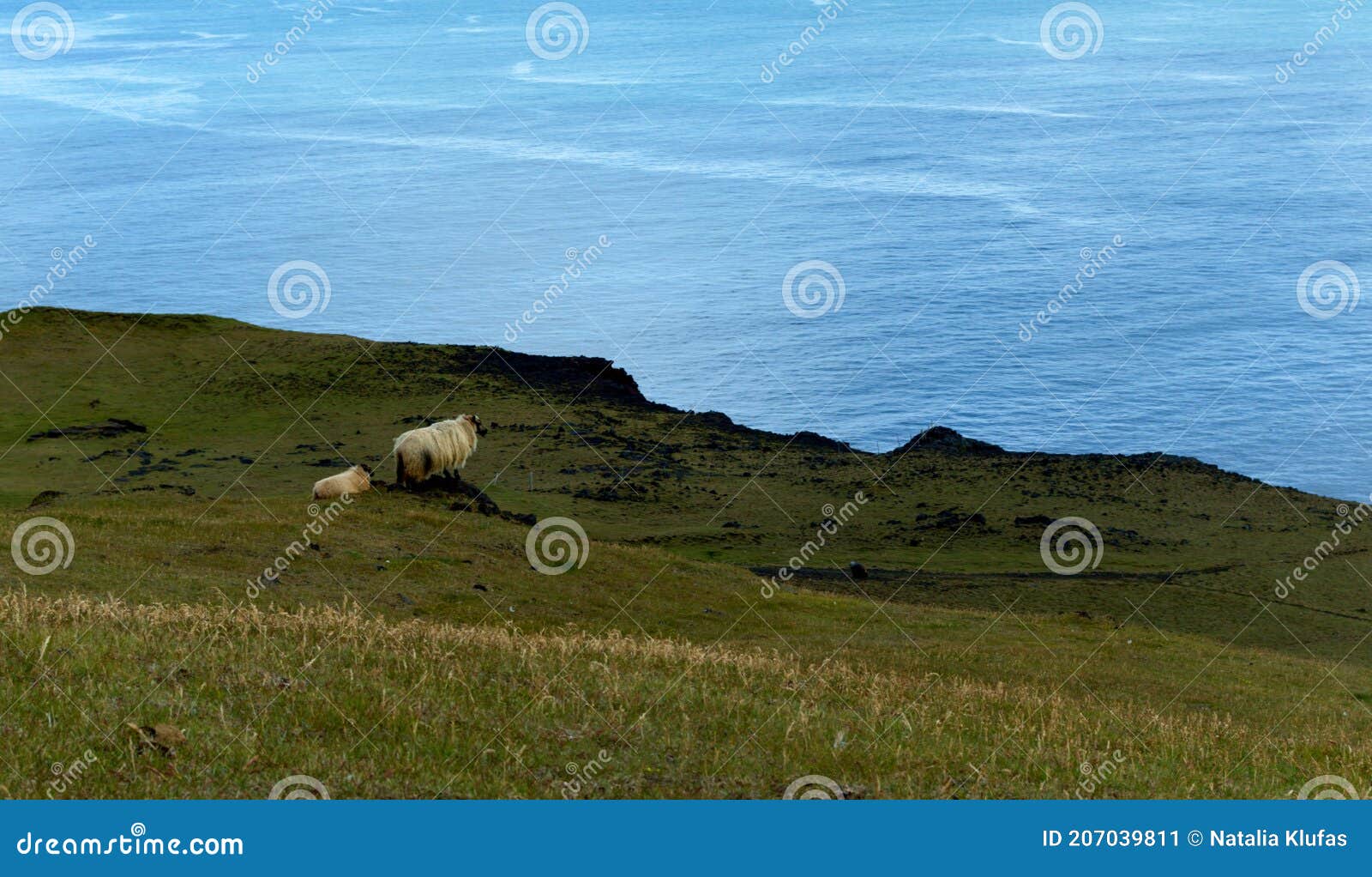 Sheep watching the ocean stock image. Image of green - 207039811