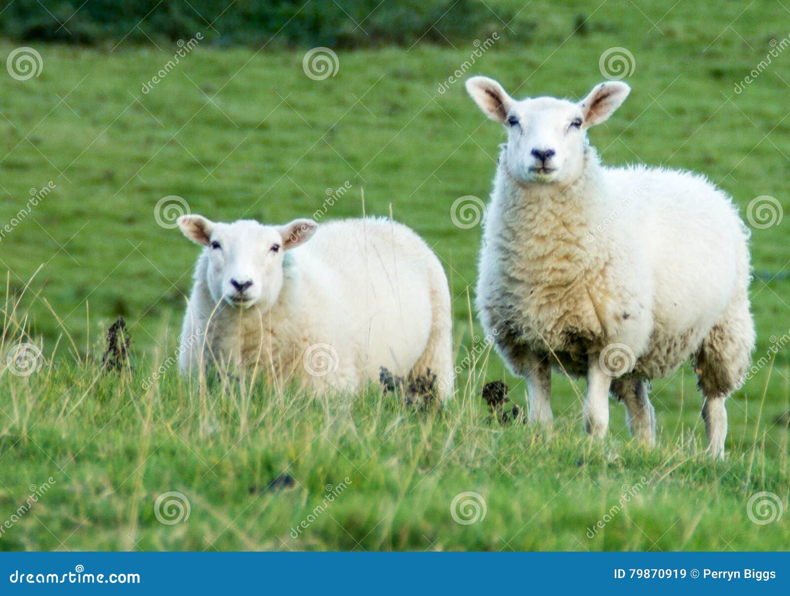Sheep watching in field stock image. Image of couple - 79870919