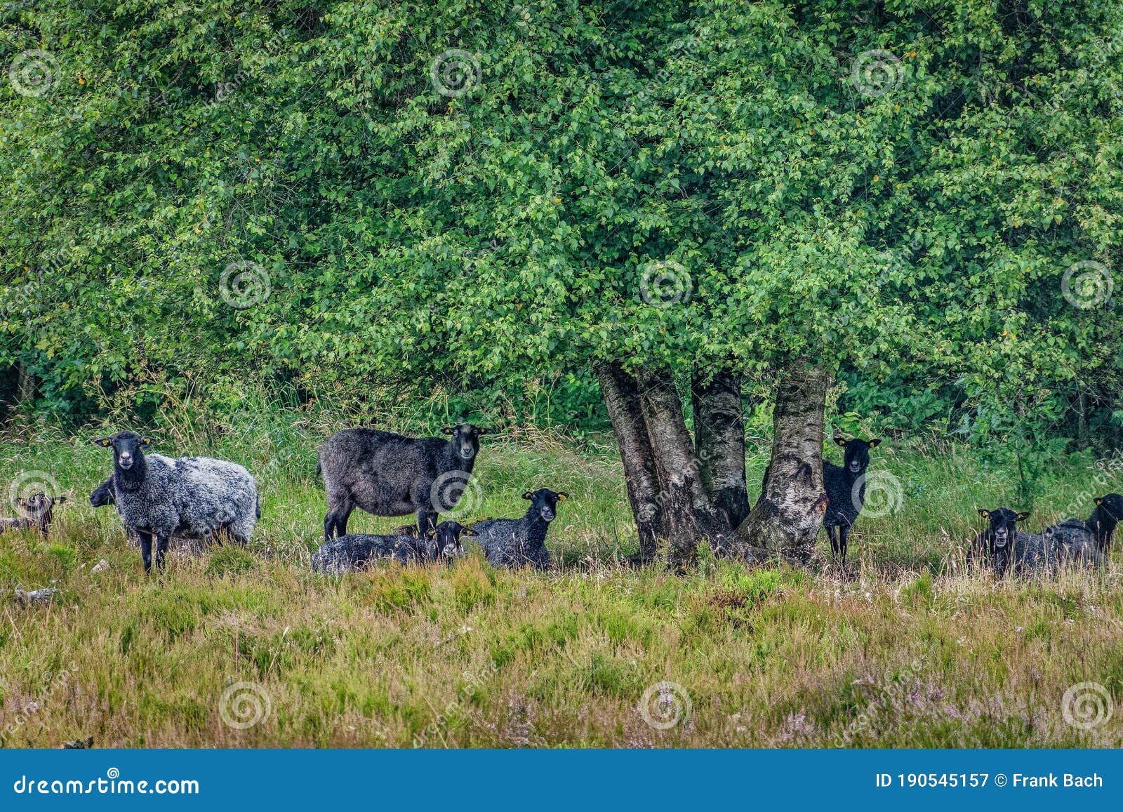 Sheep Watching Under a Tree in Karlsgaarde, Denmark Stock Image - Image ...