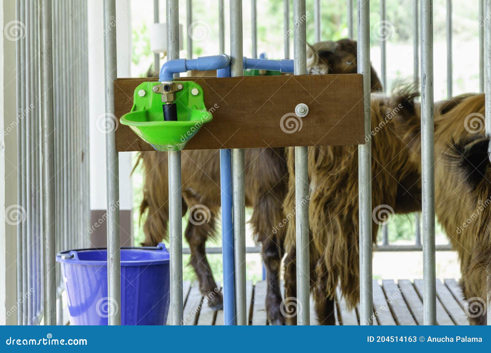 Sheep Water Drinking Bowl in the Farm Stock Image - Image of green ...
