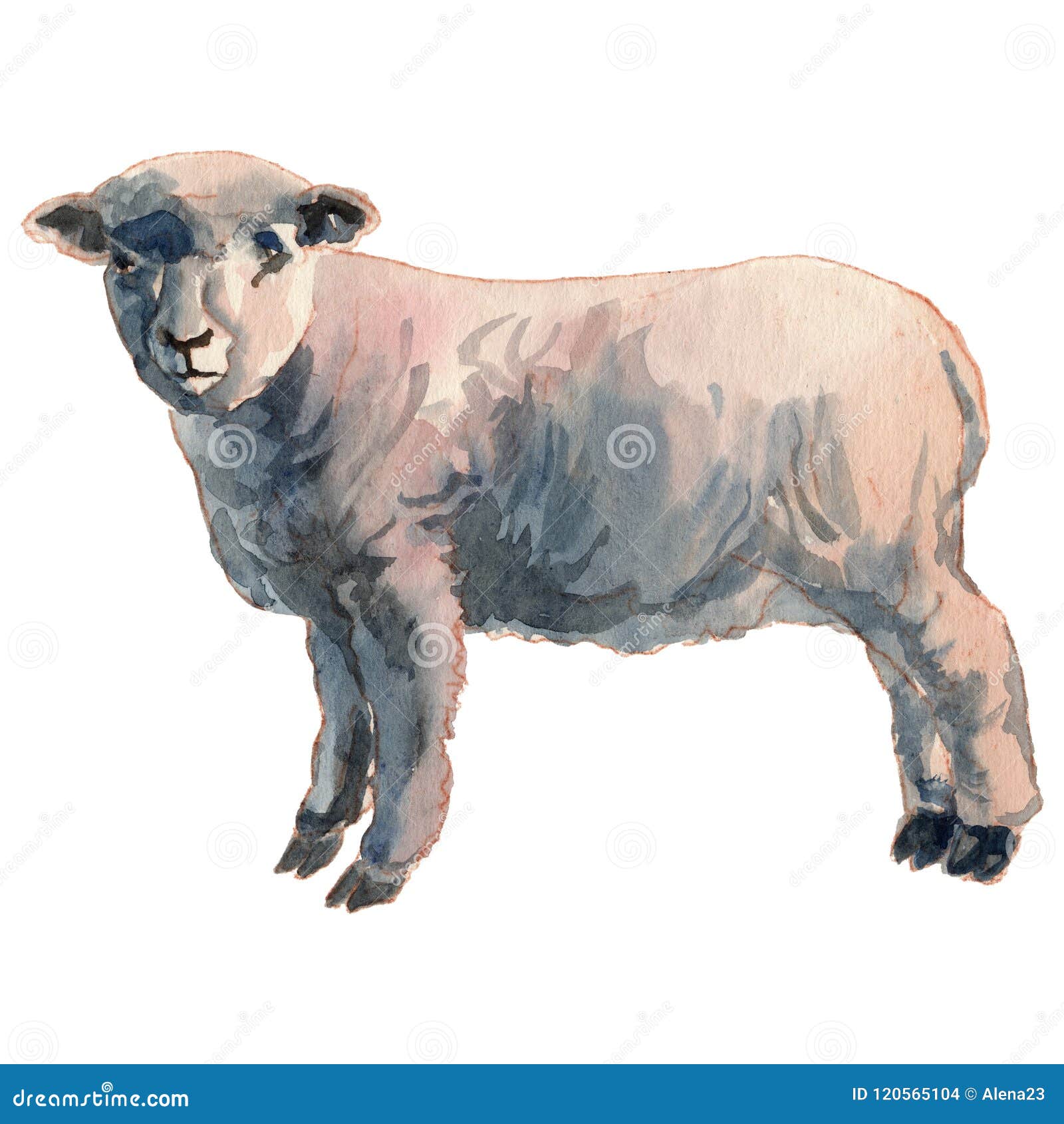 Sheep Watercolor Farm Animal Illustration Hand Painted | CartoonDealer ...