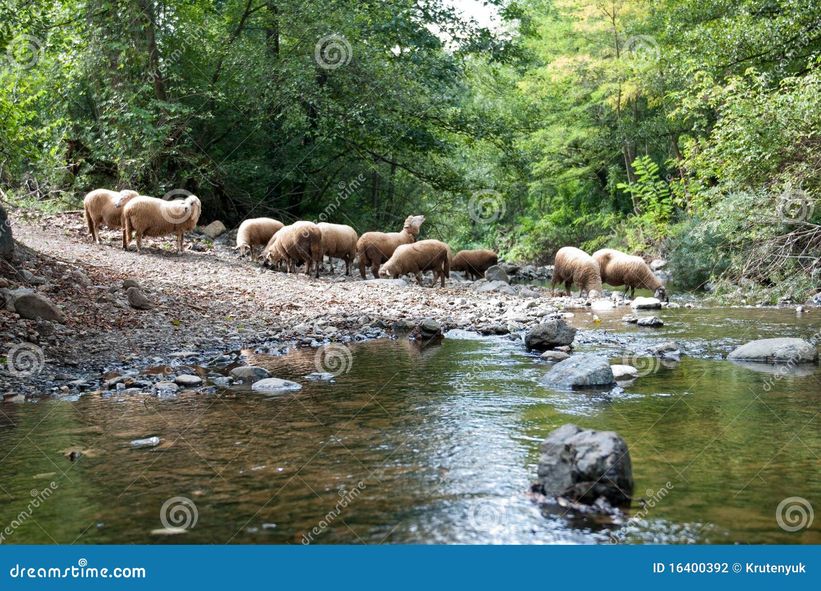Flock of Sheep Near a Stream Stock Photo - Image of pattern, looking ...
