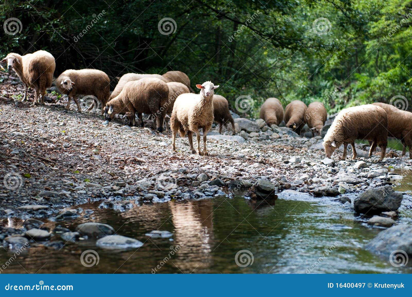 Flock of Sheep Near a Stream Stock Image - Image of nature, pastoral ...