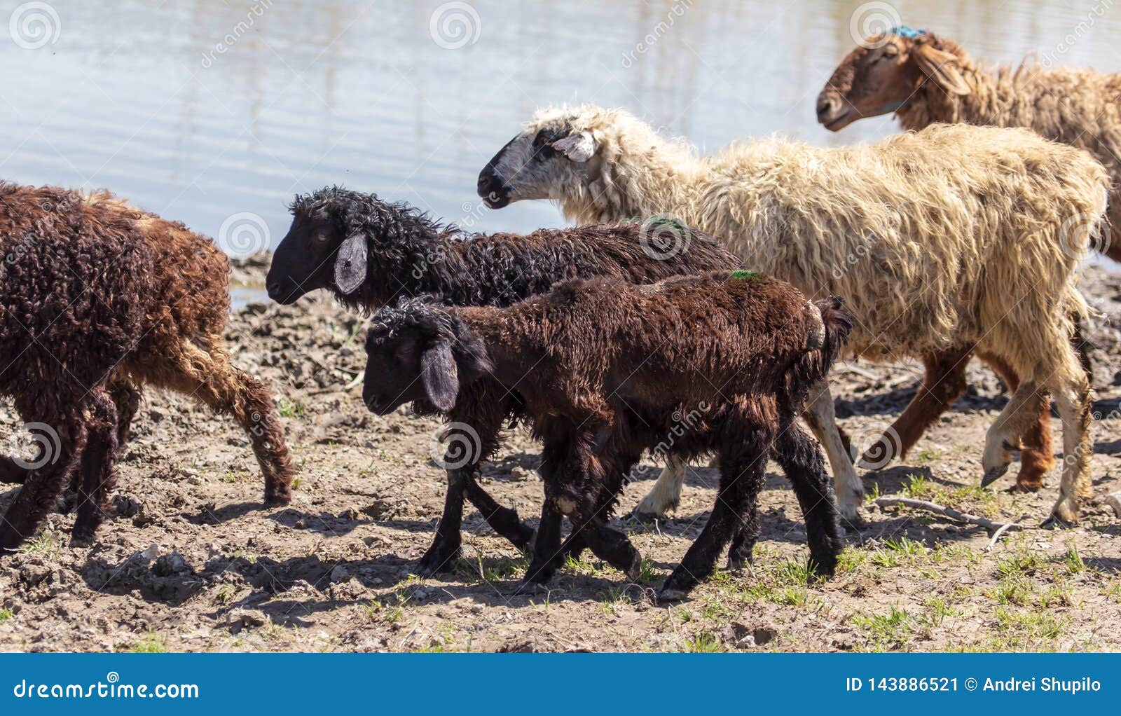 Sheep at a Watering Place on a Pond in Spring Stock Image - Image of ...
