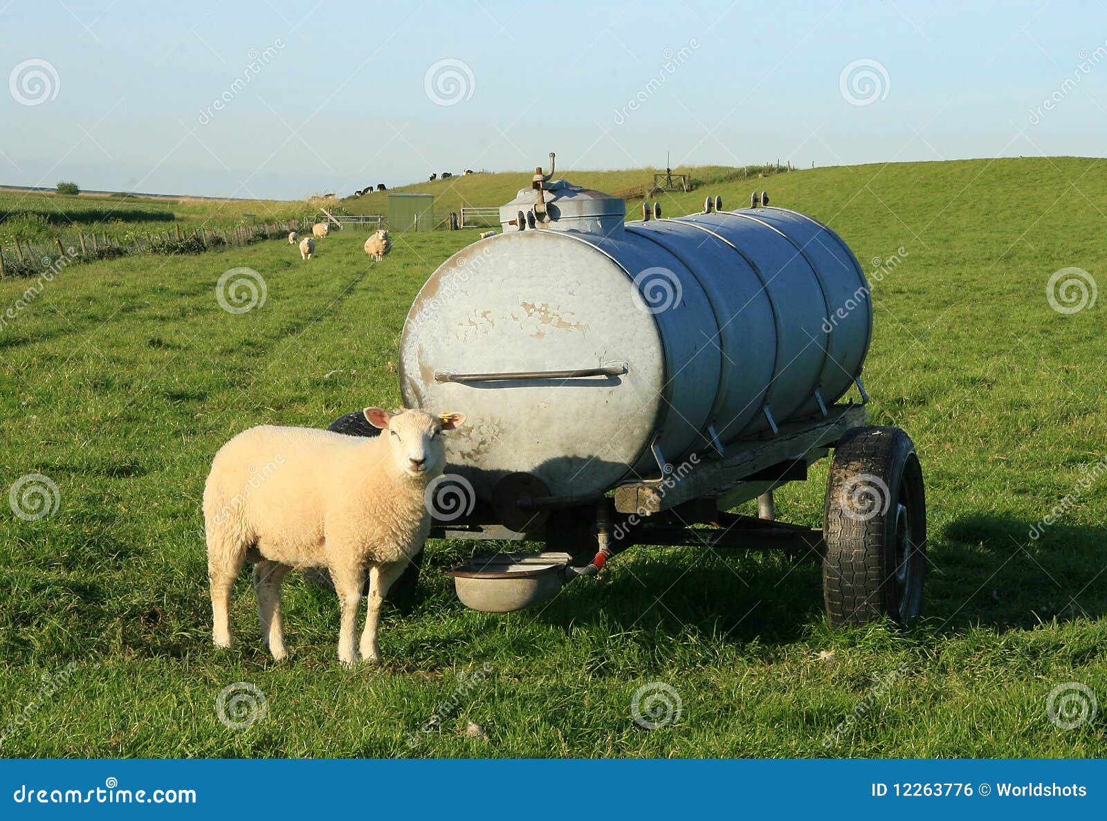 Sheep At Watertank Royalty-Free Stock Image | CartoonDealer.com #12263776