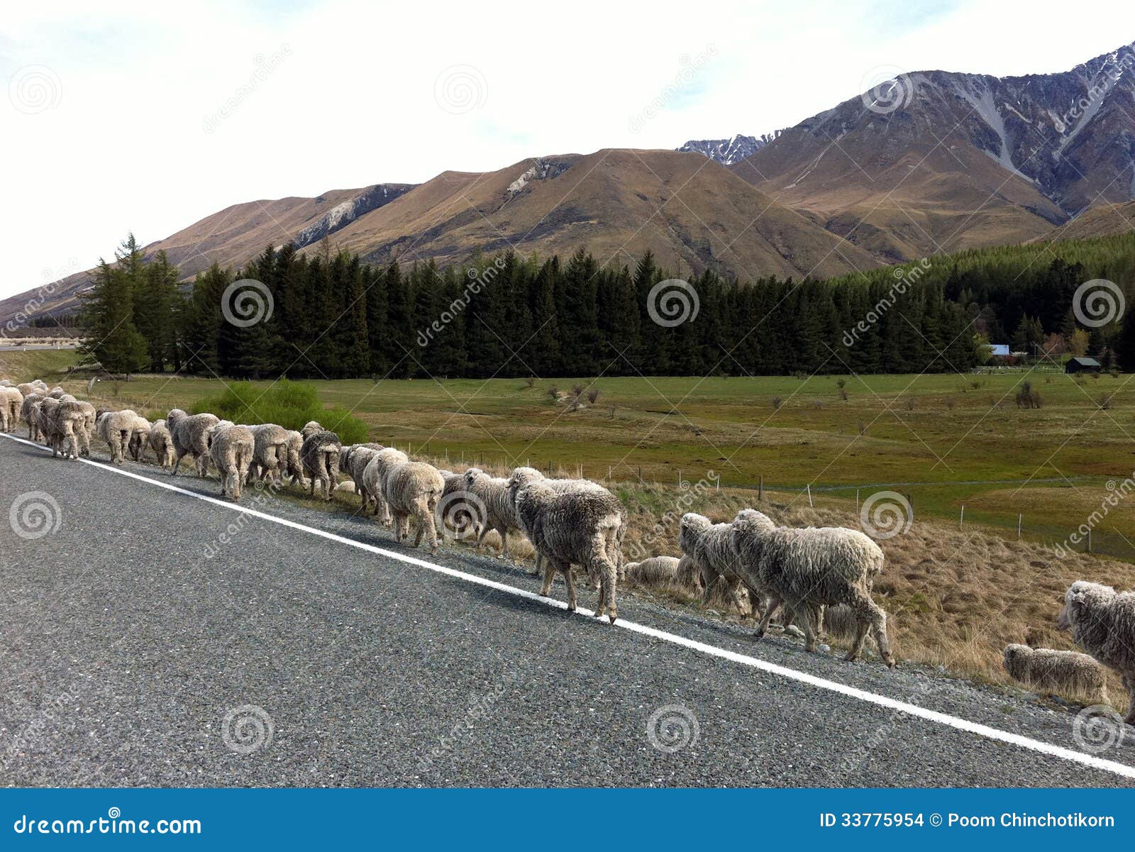 Sheep way stock photo. Image of flock, farming, land - 33775954