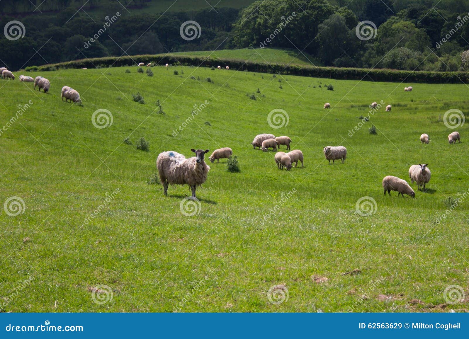 Sheep in Welsh field stock image. Image of white, pasture - 62563629