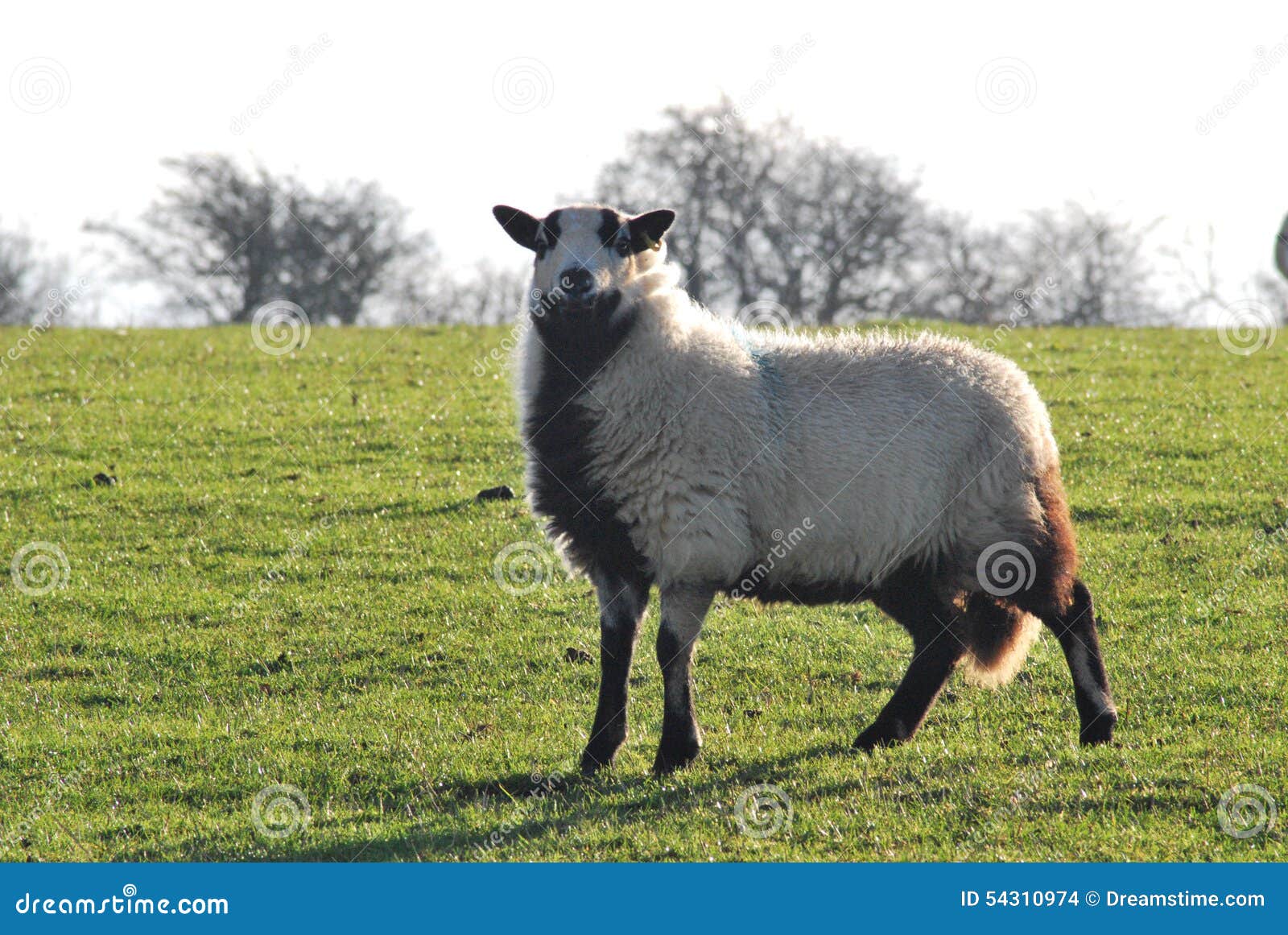 Welsh Mountain Badger Face Sheep Stock Photos - Free & Royalty-Free ...
