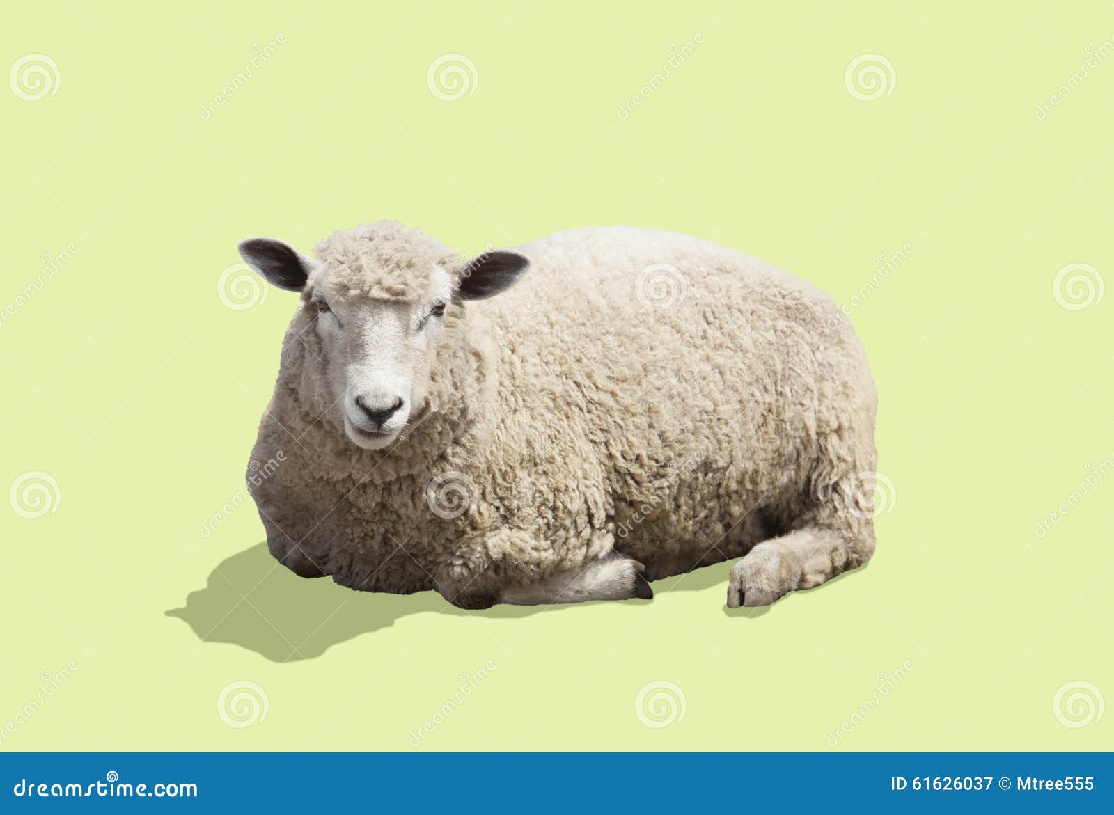Sheep stock image. Image of cute, farming, seasonal, mammal - 61626037