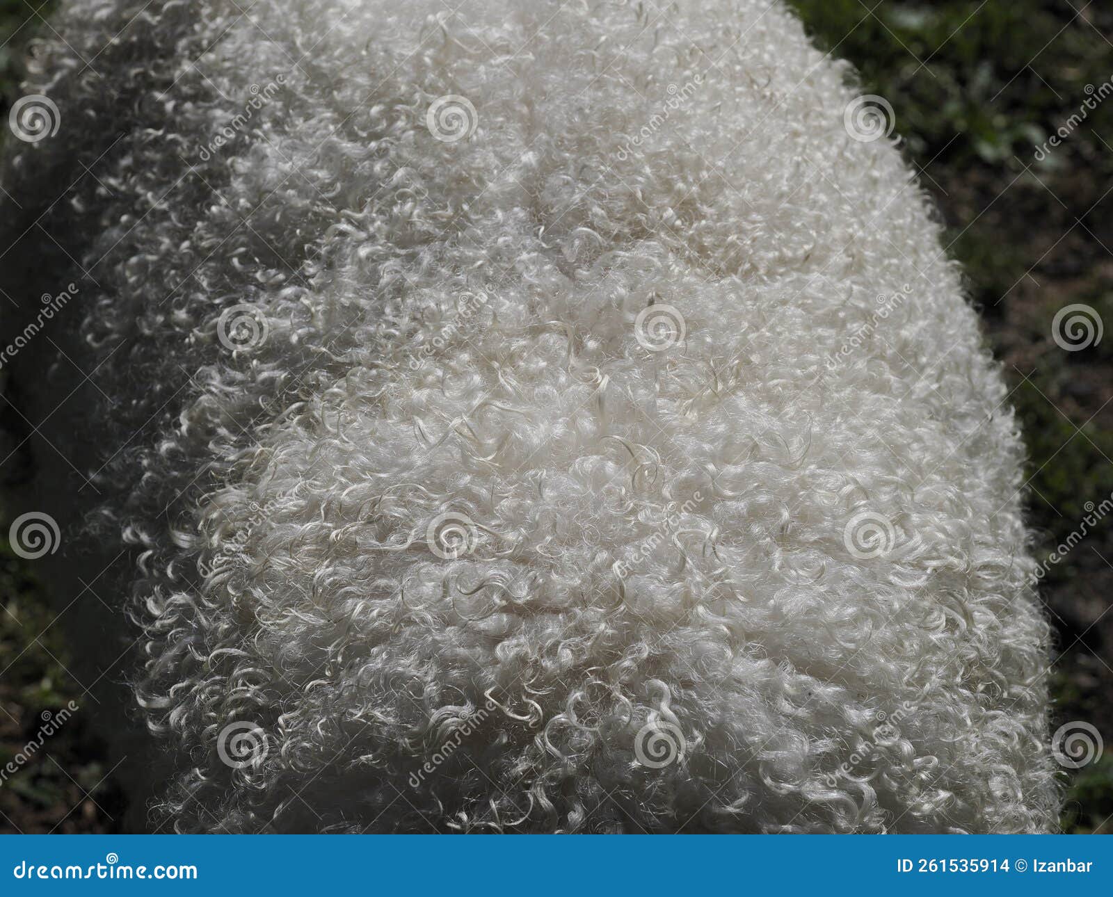 Sheep White Curly Wool Detail Stock Photo - Image of white, warm: 261535914