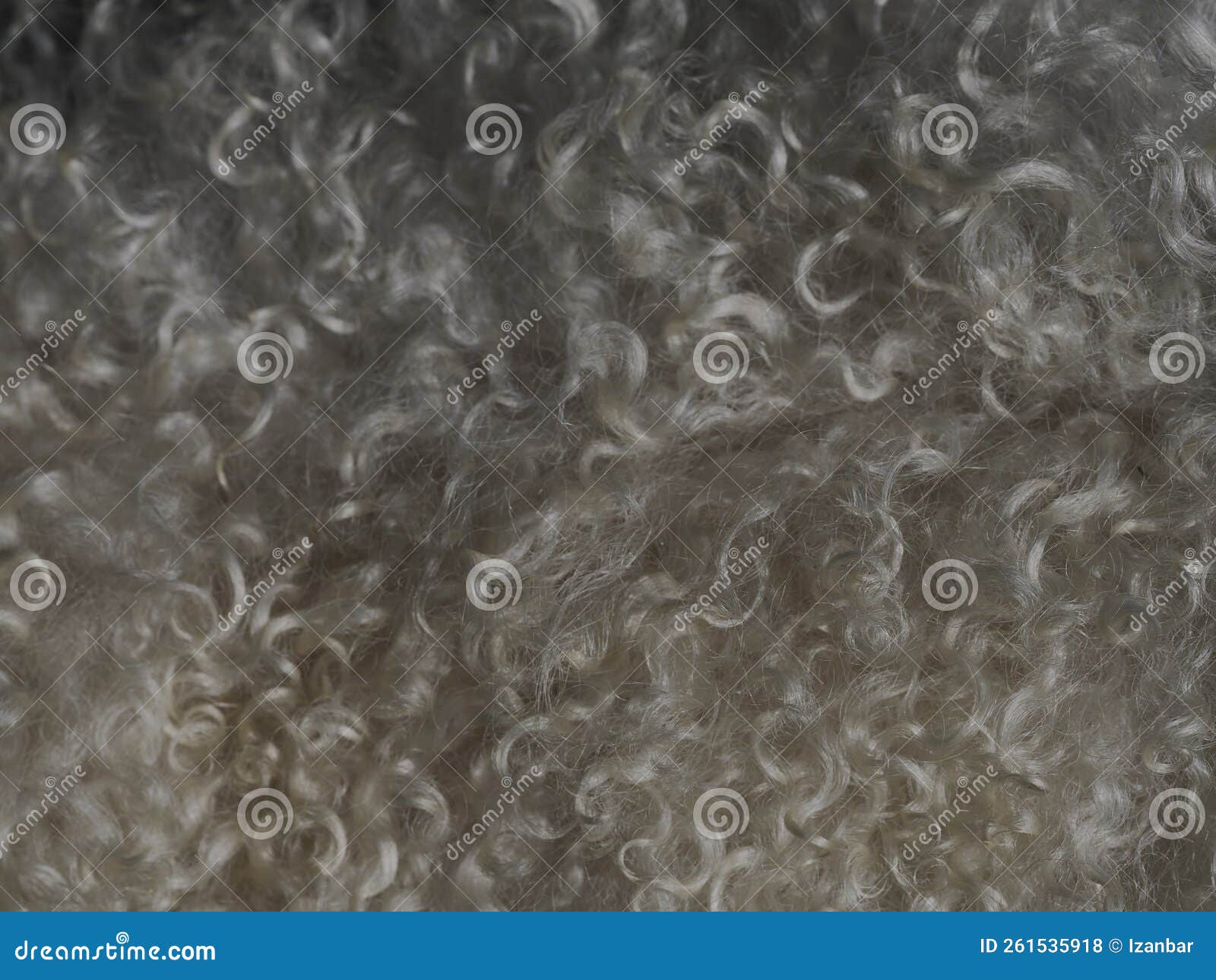 Sheep White Curly Wool Detail Stock Photo - Image of hair, fleece ...