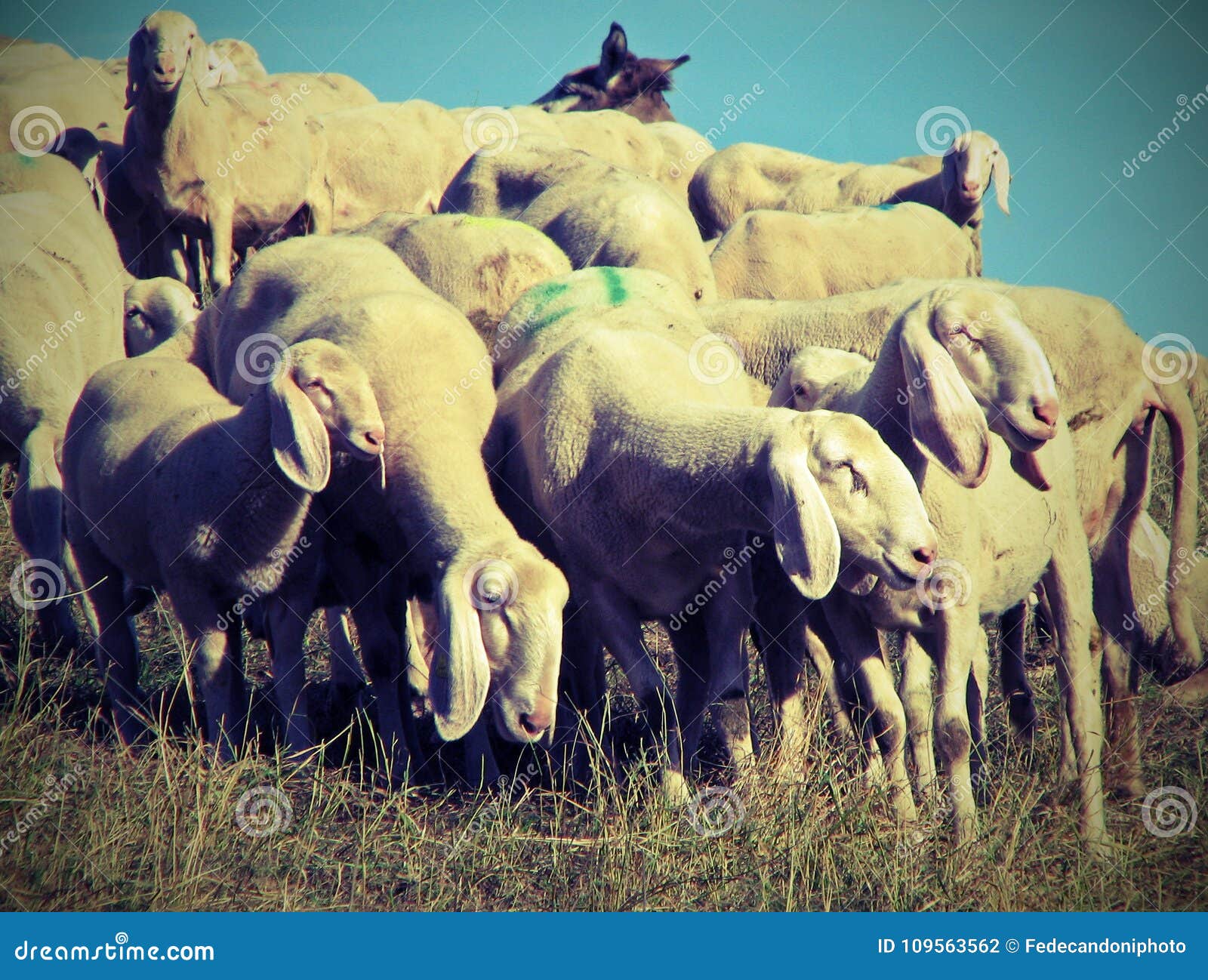 Sheep with White Fleece Grazing on Mountain Meadows Stock Photo - Image ...