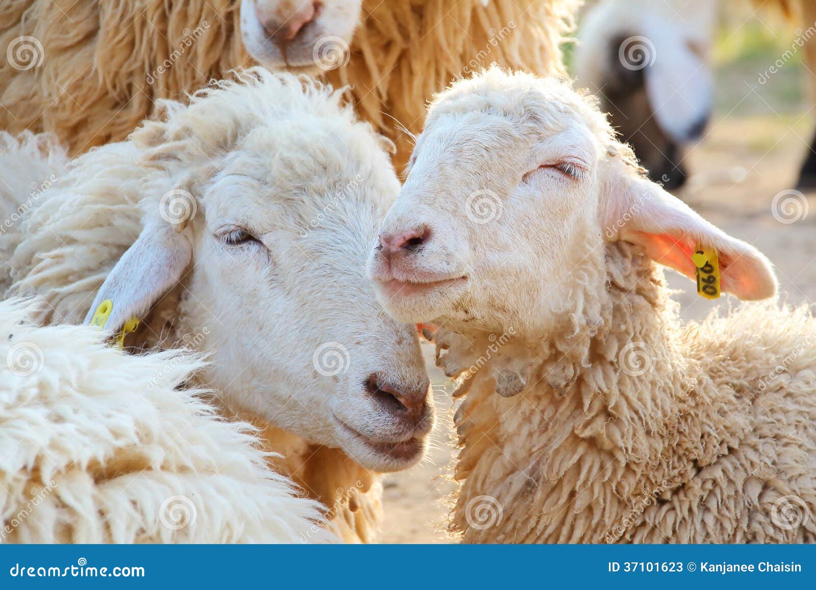 Sheep stock image. Image of breed, thread, creature, cattle - 37101623