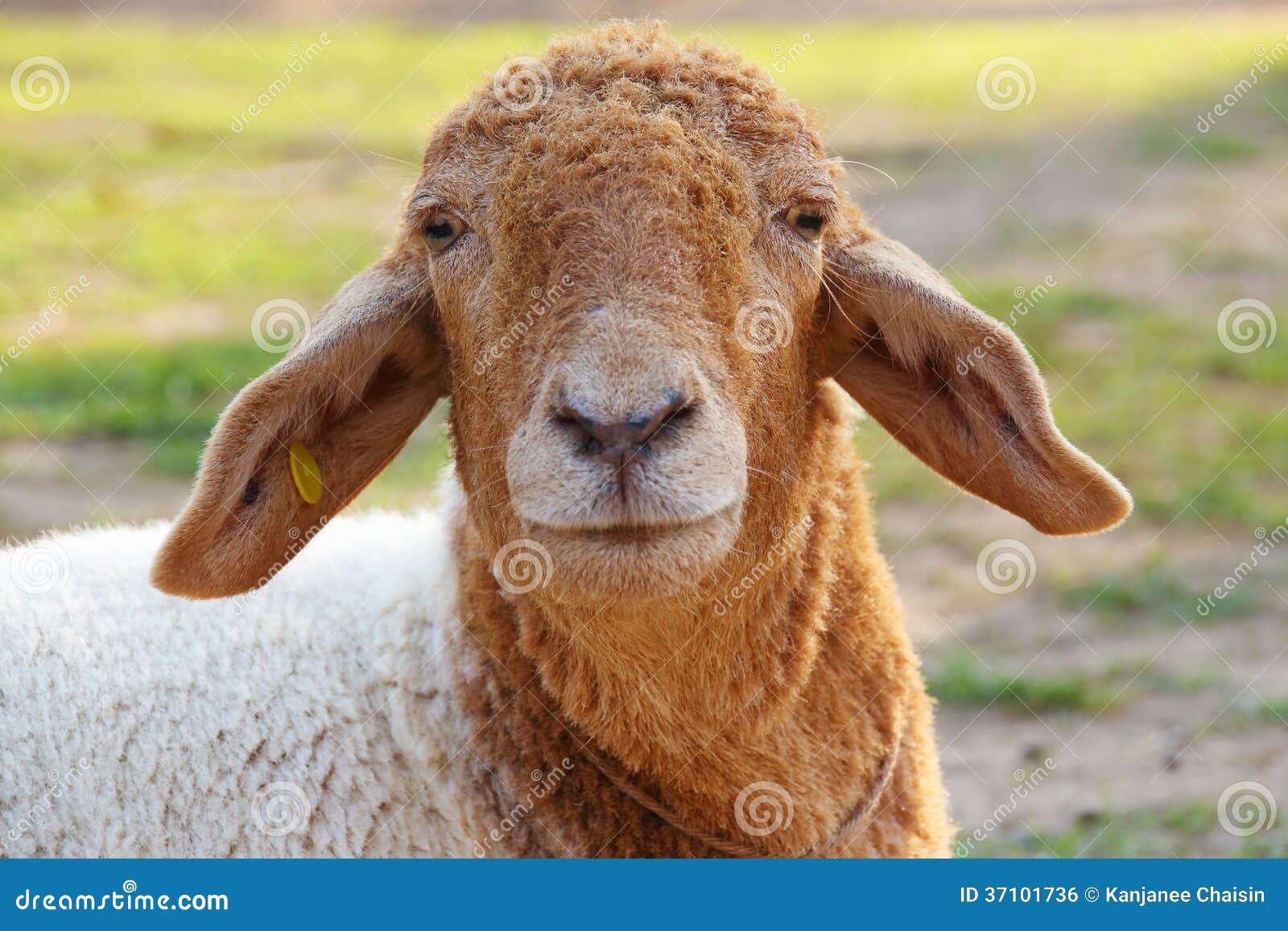 Sheep stock photo. Image of farm, lamb, farming, thread - 37101736