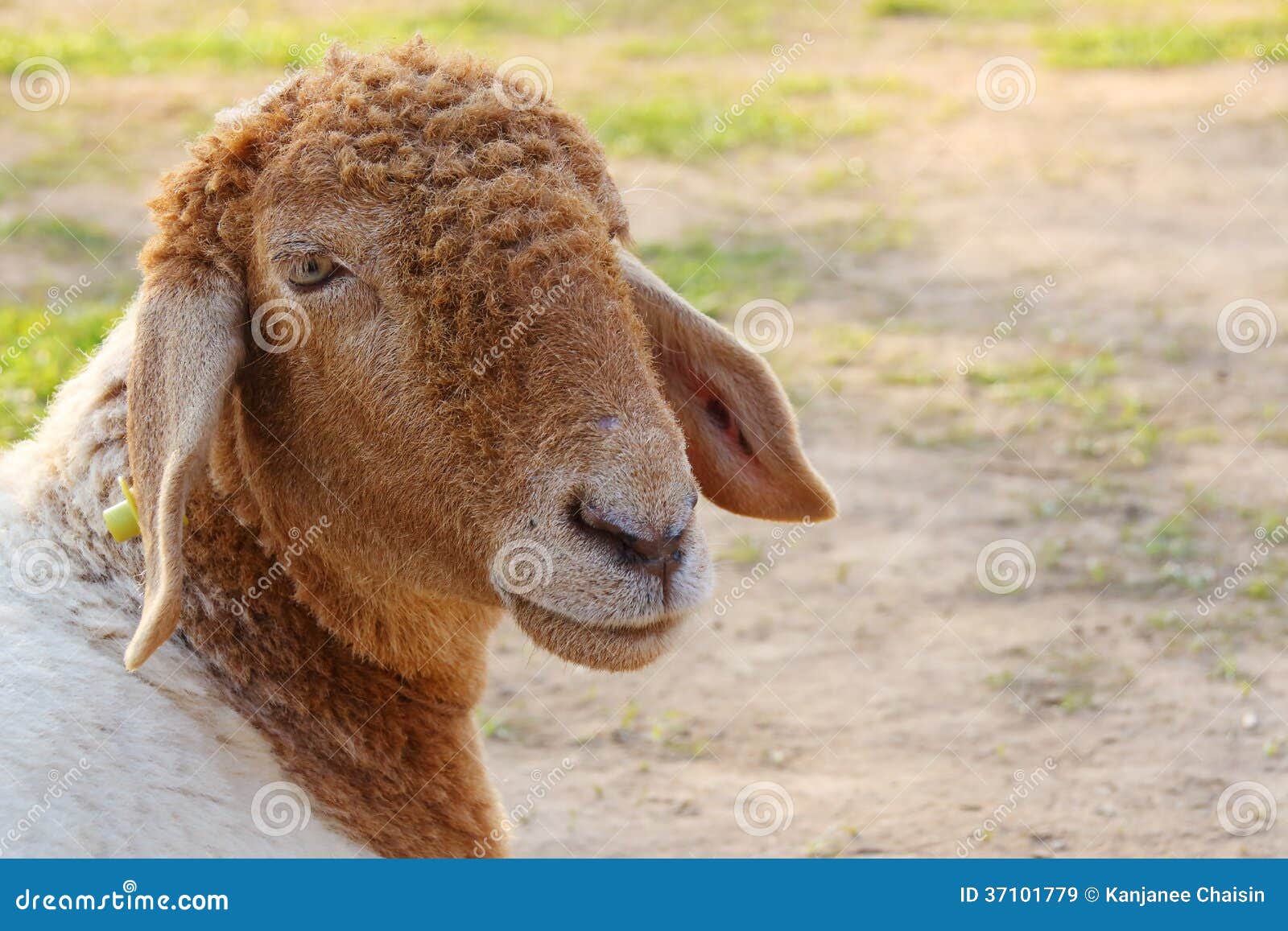 Sheep stock image. Image of creature, white, lovely, looking - 37101779