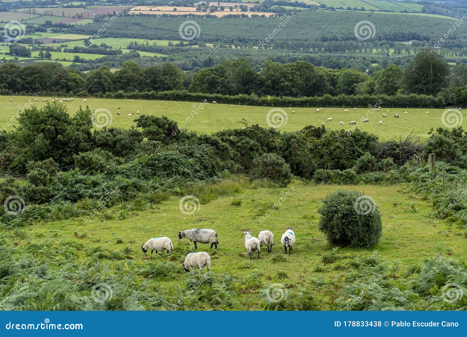 Sheep on the wicklow way stock photo. Image of beautiful - 178833438
