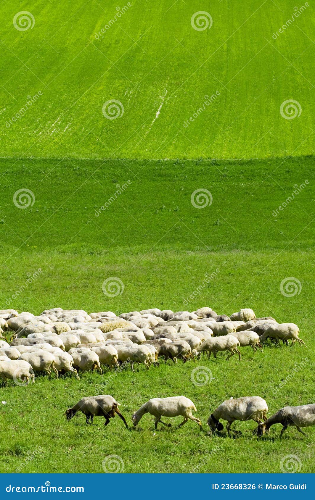 Sheep in the wild stock photo. Image of prairie, sheep - 23668326