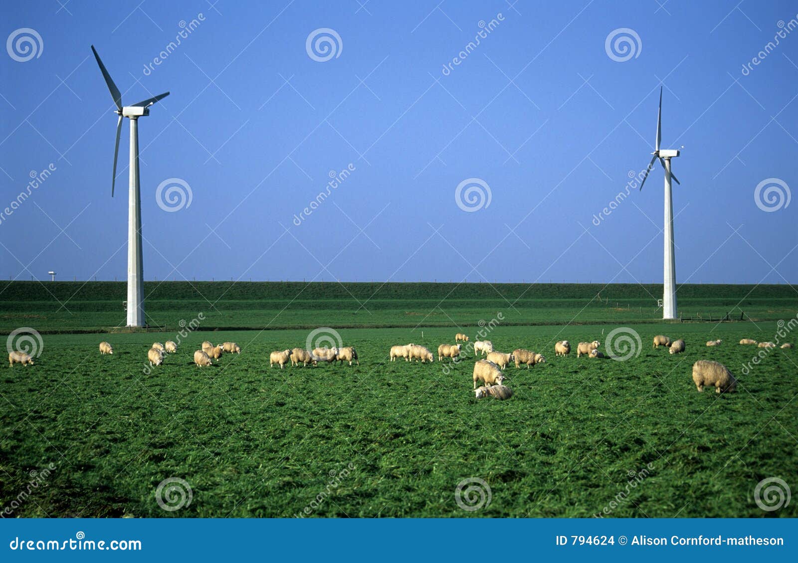 Sheep in the Windpark stock photo. Image of ecological - 794624