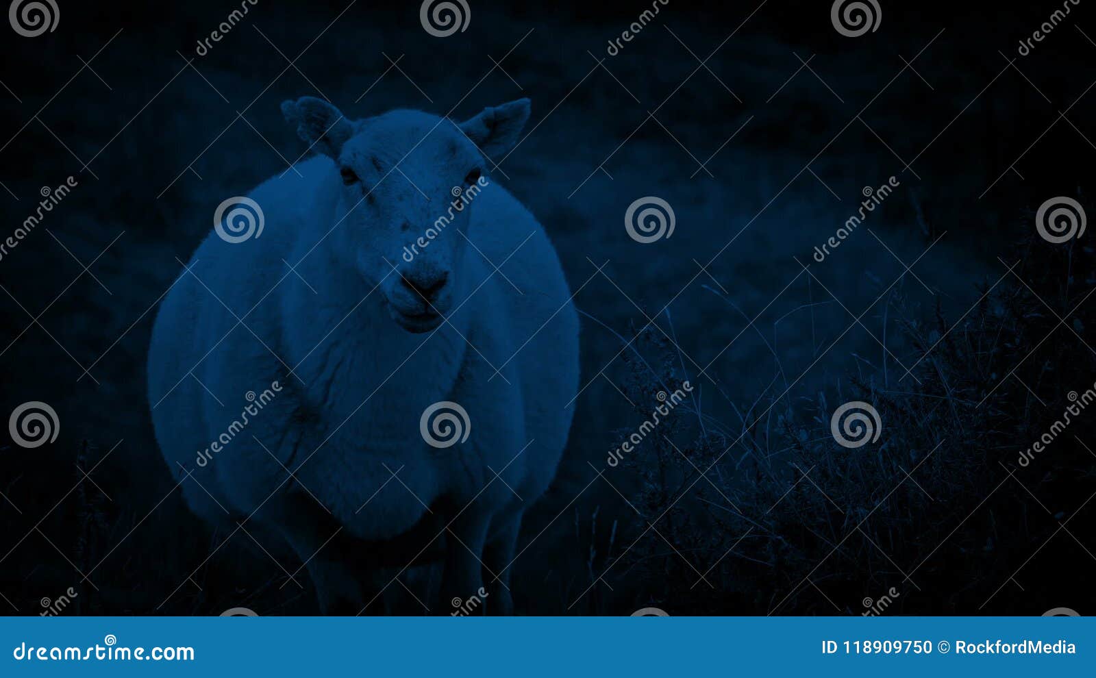 Sheep on Windy Hillside at Night Stock Footage - Video of hillside ...