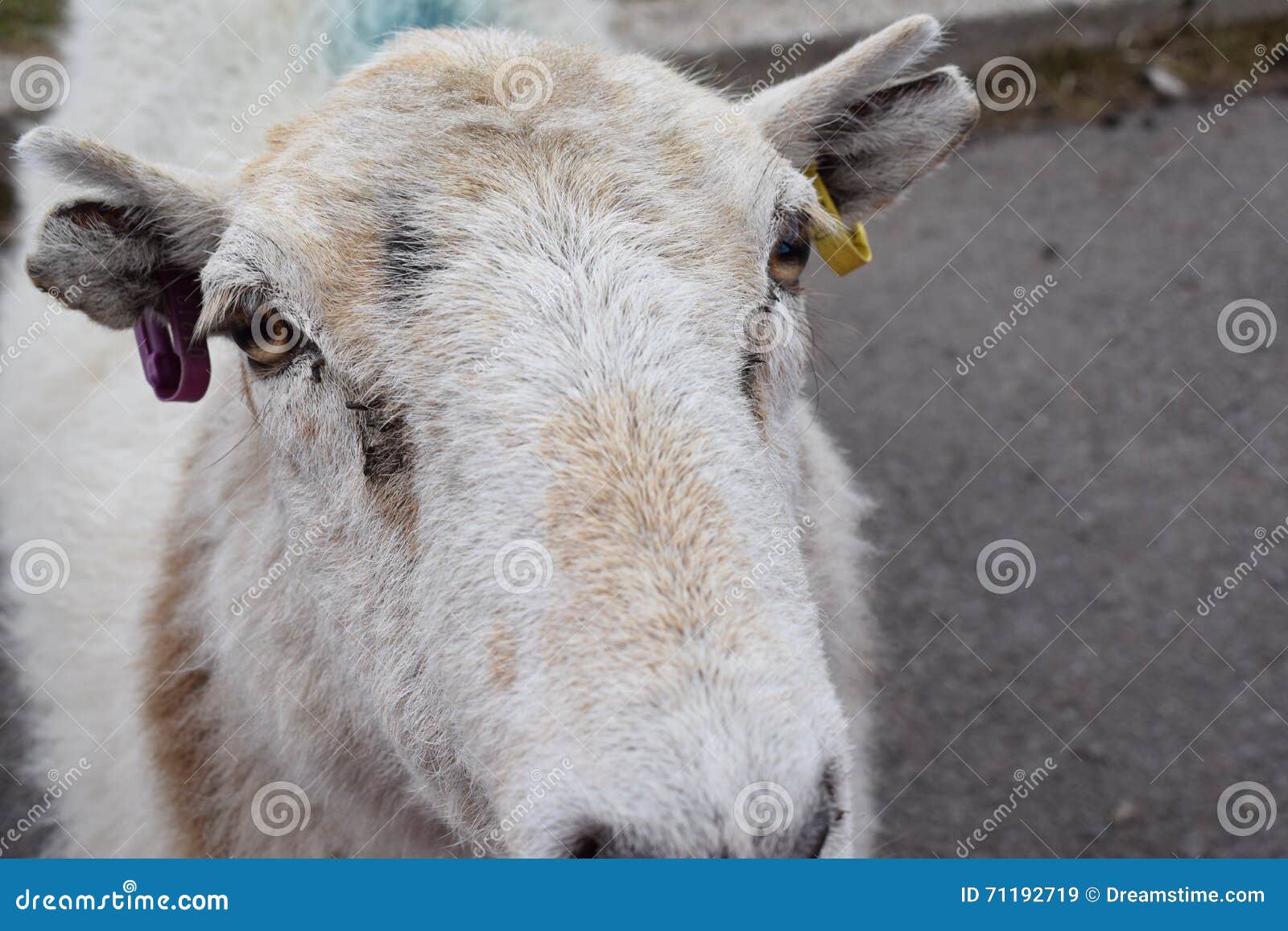 Sheep stock image. Image of traditional, welsh, wise - 71192719