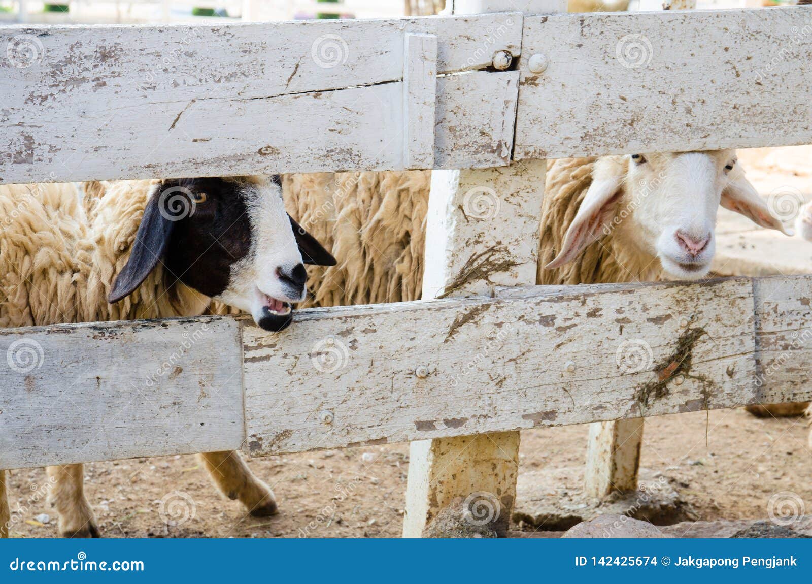 Sheep in wooden cage stock photo. Image of field, lamb - 142425674