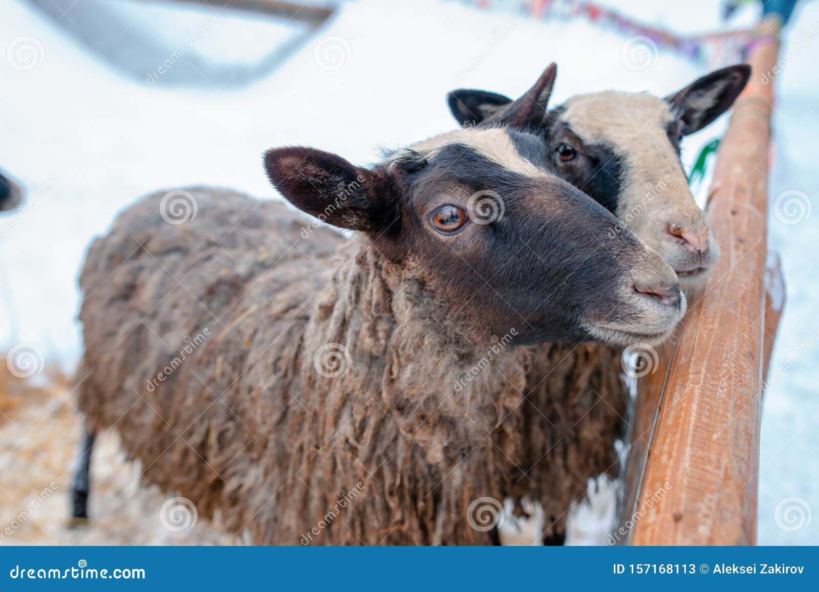 A Sheep in a Wooden Corral. Sheep on a Farm. Stock Image - Image of ...