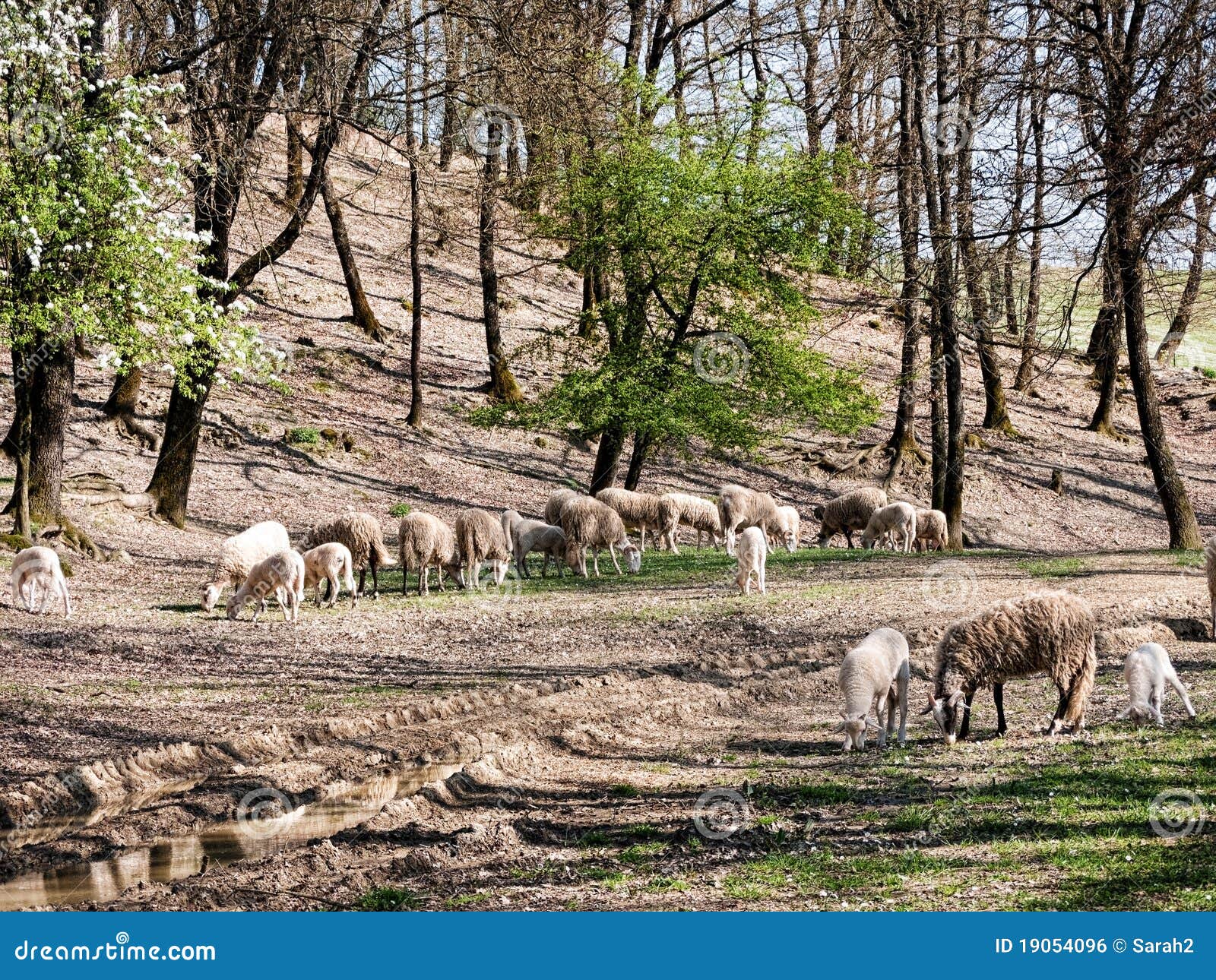 Sheep in woods in spring stock photo. Image of wood, trees - 19054096