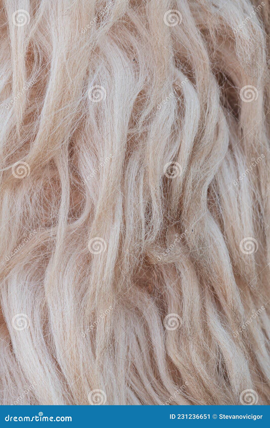 Sheep wool as background stock image. Image of sheep - 231236651