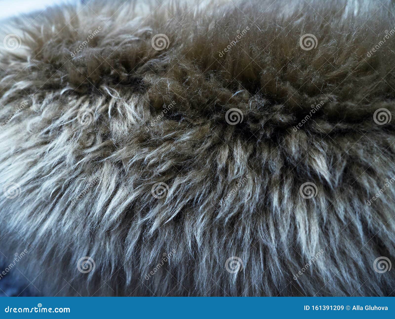 Sheep Wool Background, Natural Fluffy Fur Sheep Wool Stock Image ...