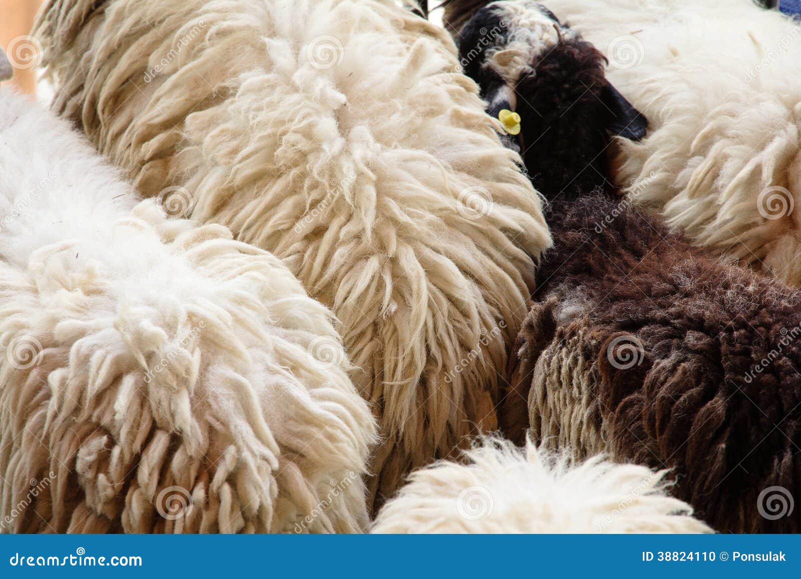 Sheep wool stock photo. Image of textured, hair, farm - 38824110