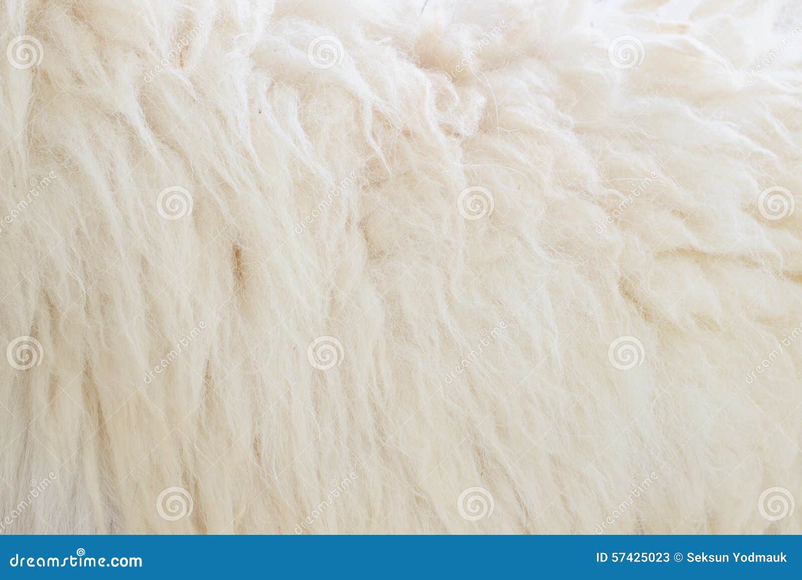 Sheep wool stock image. Image of hair, warm, woolly, animal - 57425023