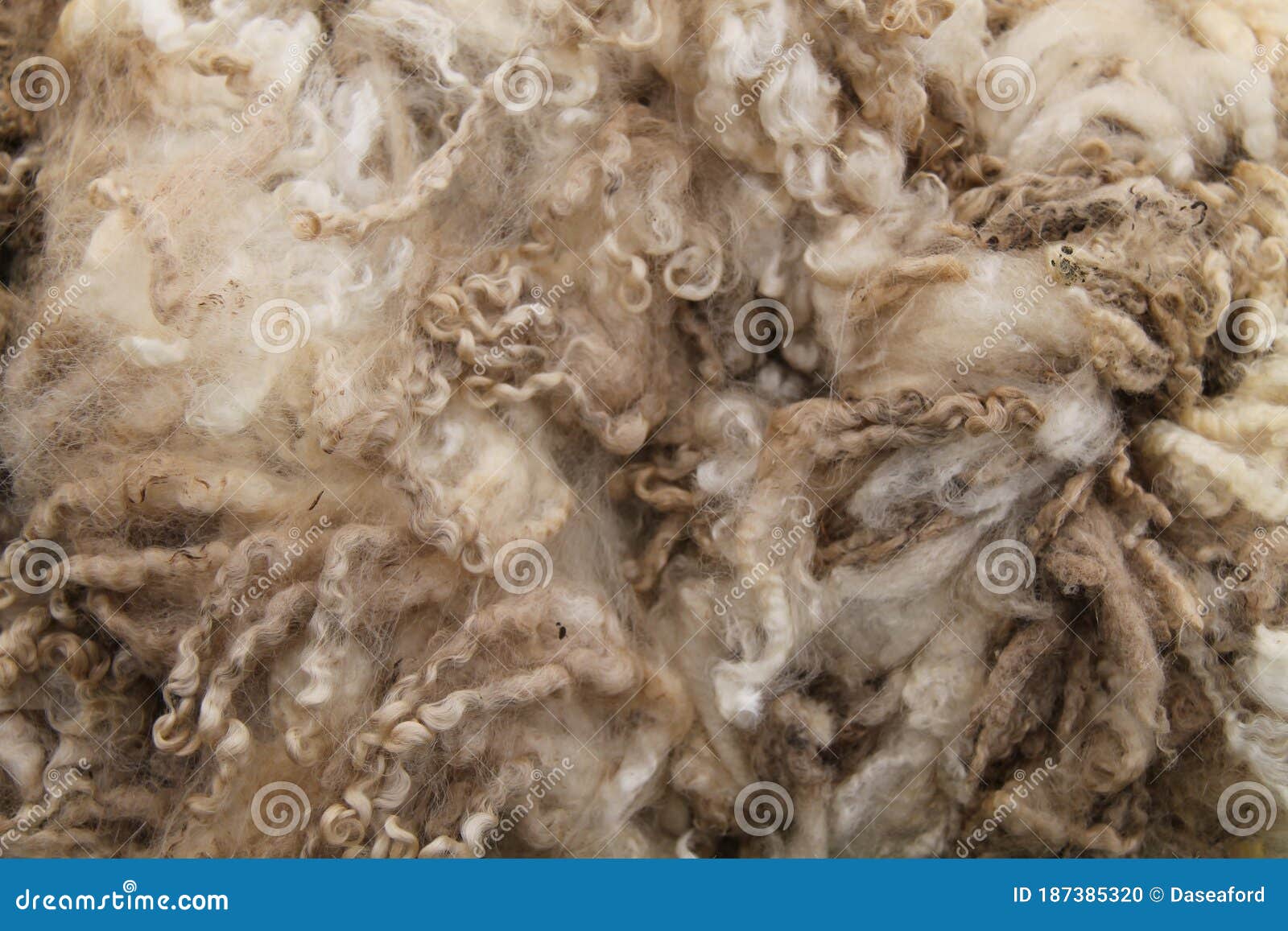 Sheep Wool Fleece. stock photo. Image of wool, sheep - 187385320