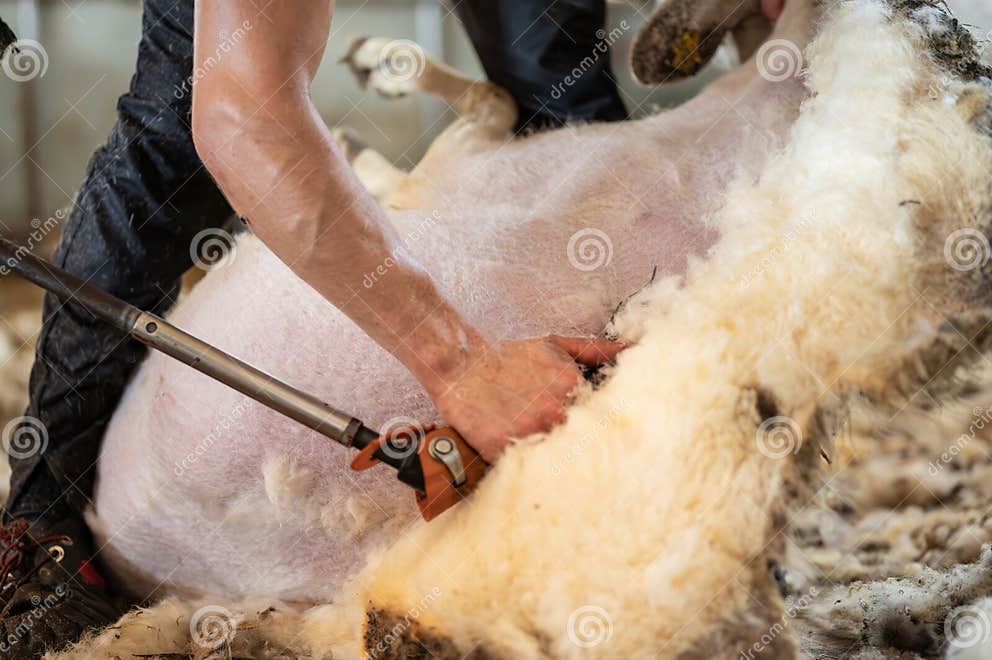 Sheep Wool Shearing by Farmer. Shearing the Wool from Sheep. Stock ...