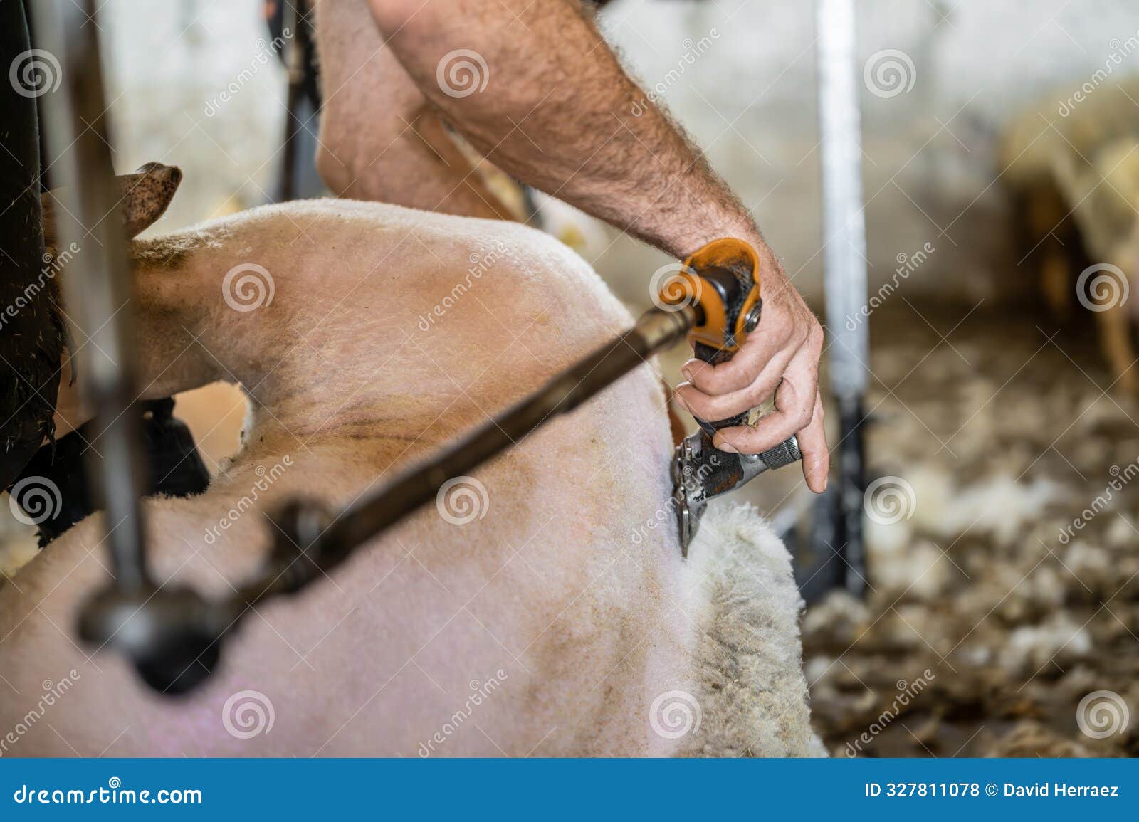 Sheep Wool Shearing by Farmer. Shearing the Wool from Sheep. Stock ...
