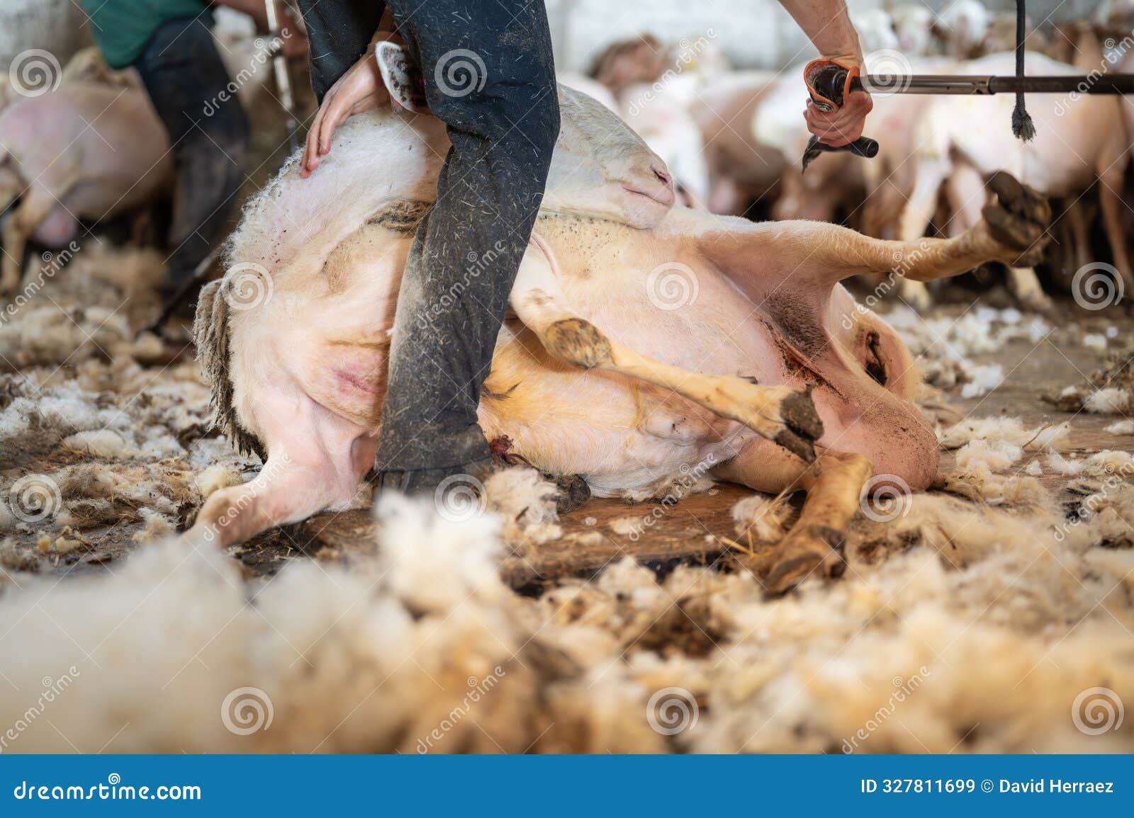 Sheep Wool Shearing by Farmer. Shearing the Wool from Sheep. Stock ...