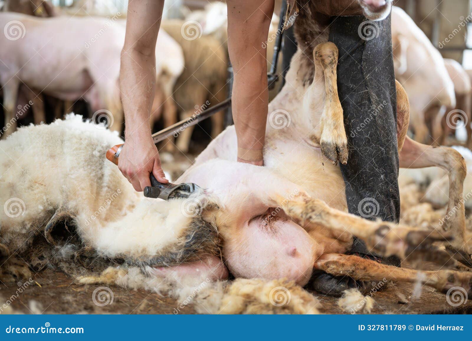 Sheep Wool Shearing by Farmer. Shearing the Wool from Sheep. Stock ...