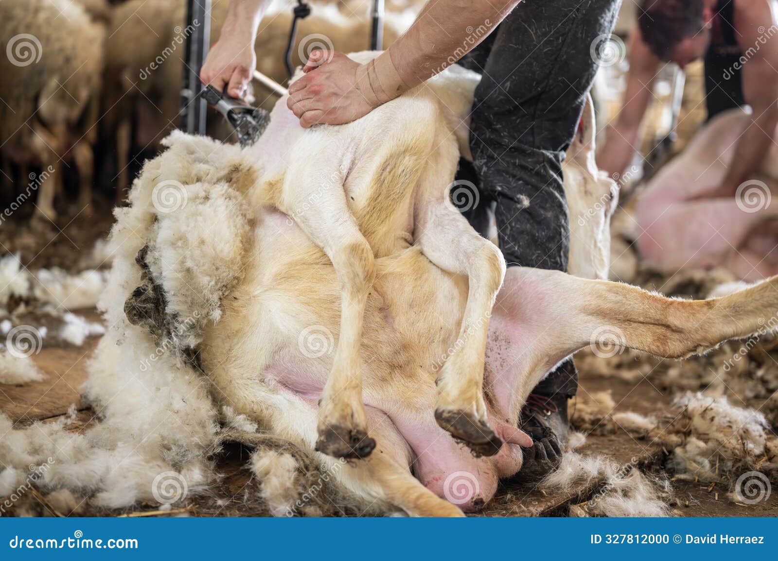 Sheep Wool Shearing by Farmer. Shearing the Wool from Sheep. Stock Photo - Image of craft ...